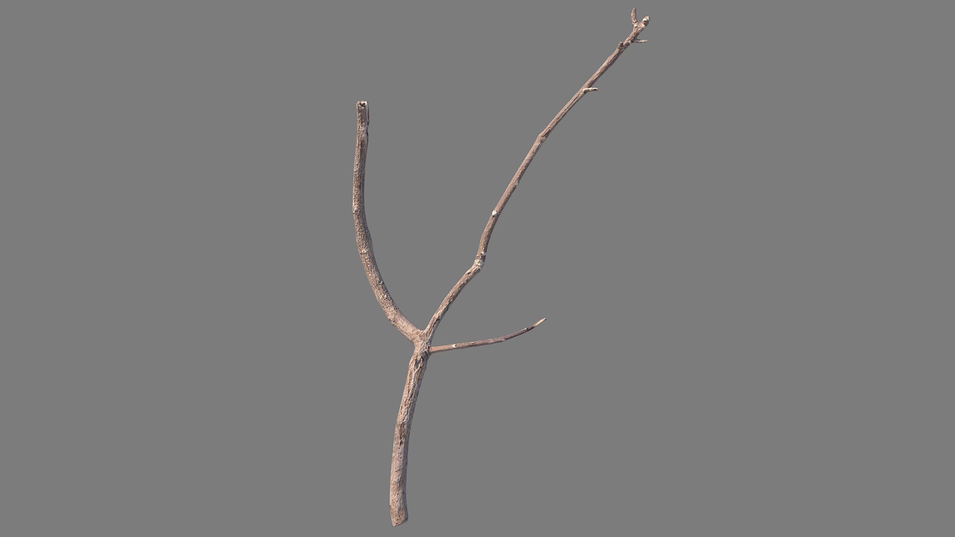 Twig Scanned 13 3D Model - TurboSquid 2088638