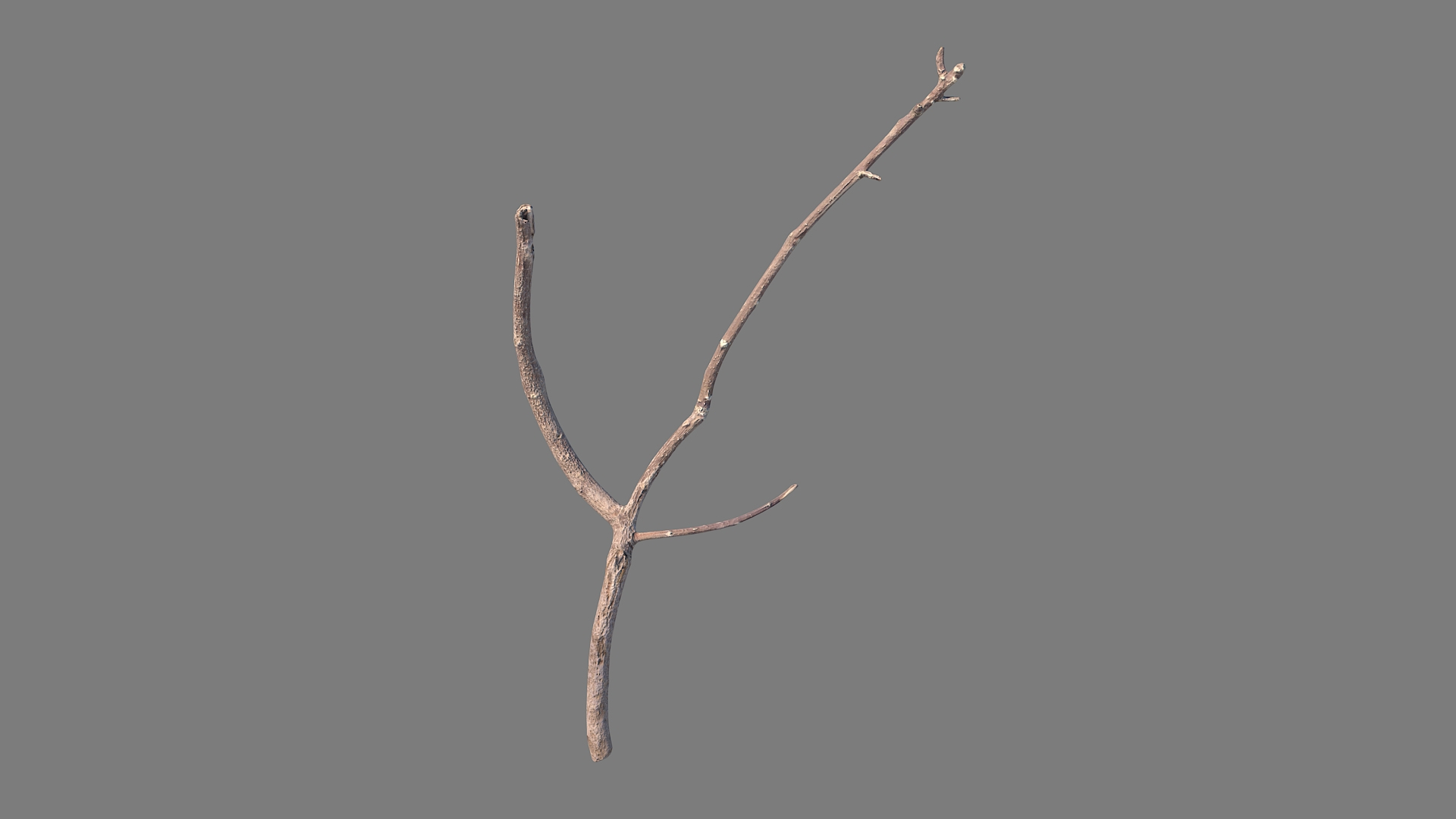 Twig Scanned 13 3D Model - TurboSquid 2088638