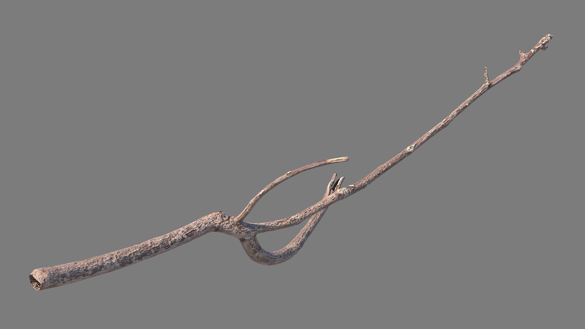 Twig Scanned 13 3D Model - TurboSquid 2088638