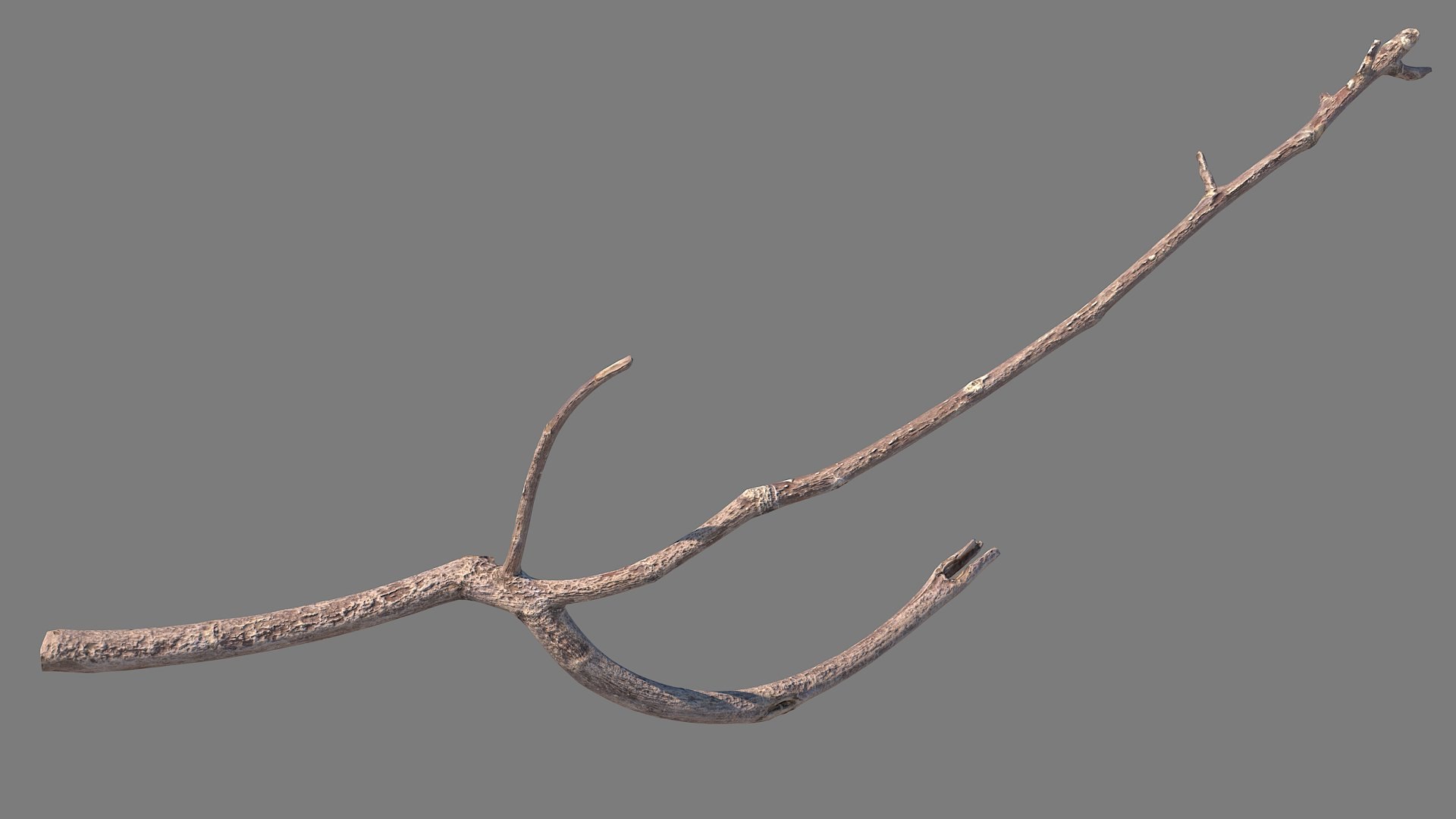 Twig Scanned 13 3D Model - TurboSquid 2088638