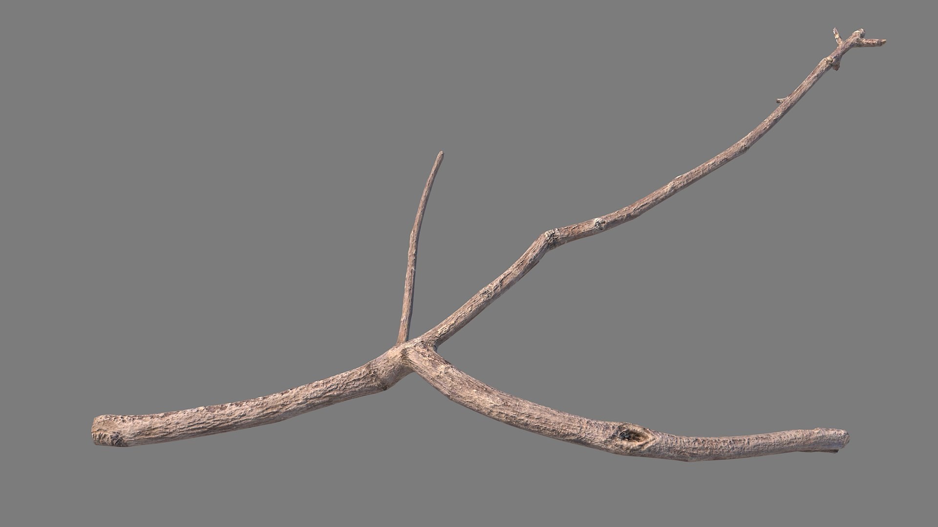 Twig Scanned 13 3D Model - TurboSquid 2088638