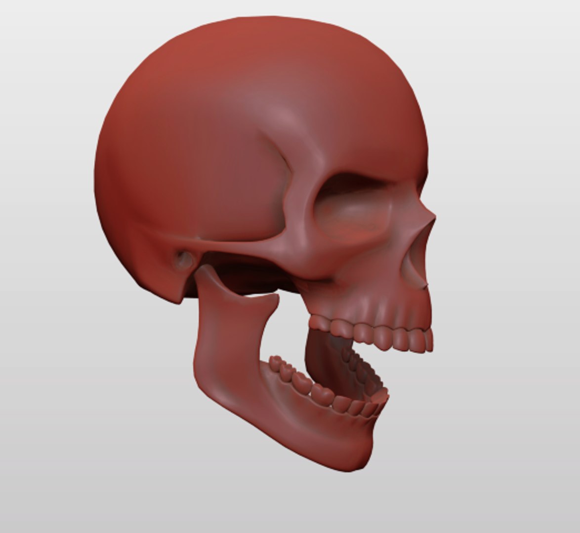 3d Skull