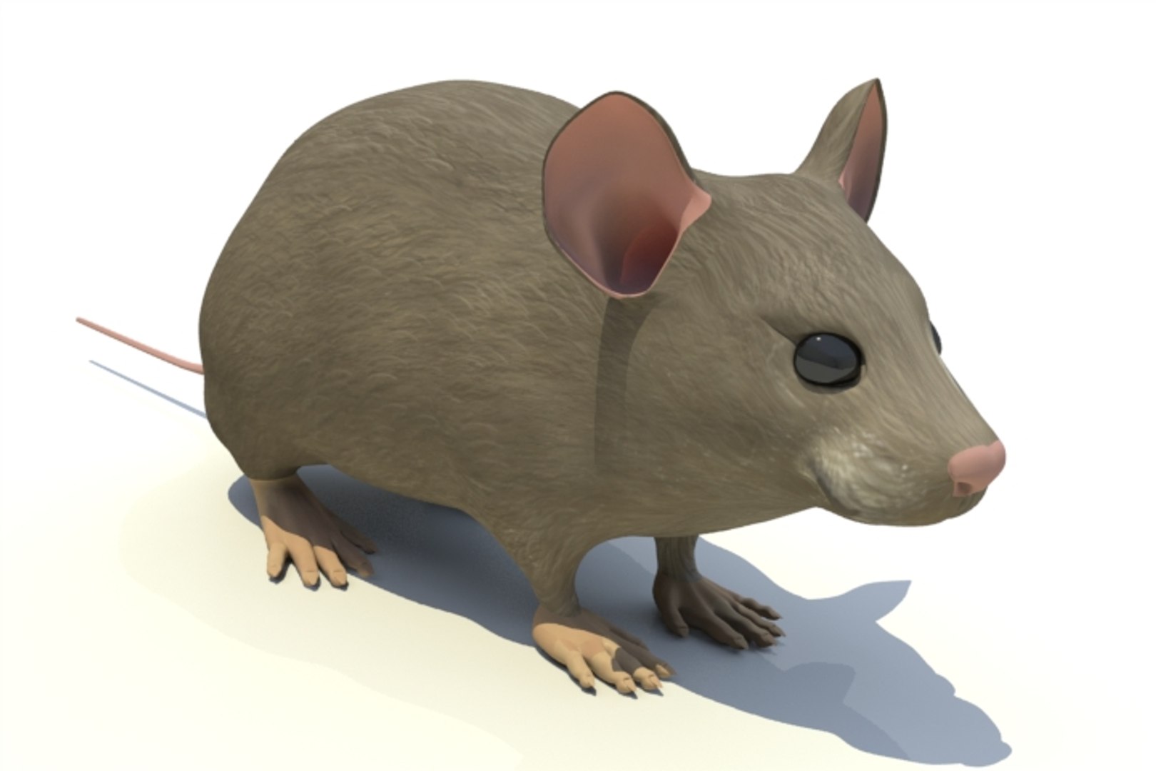3d Model Mouse