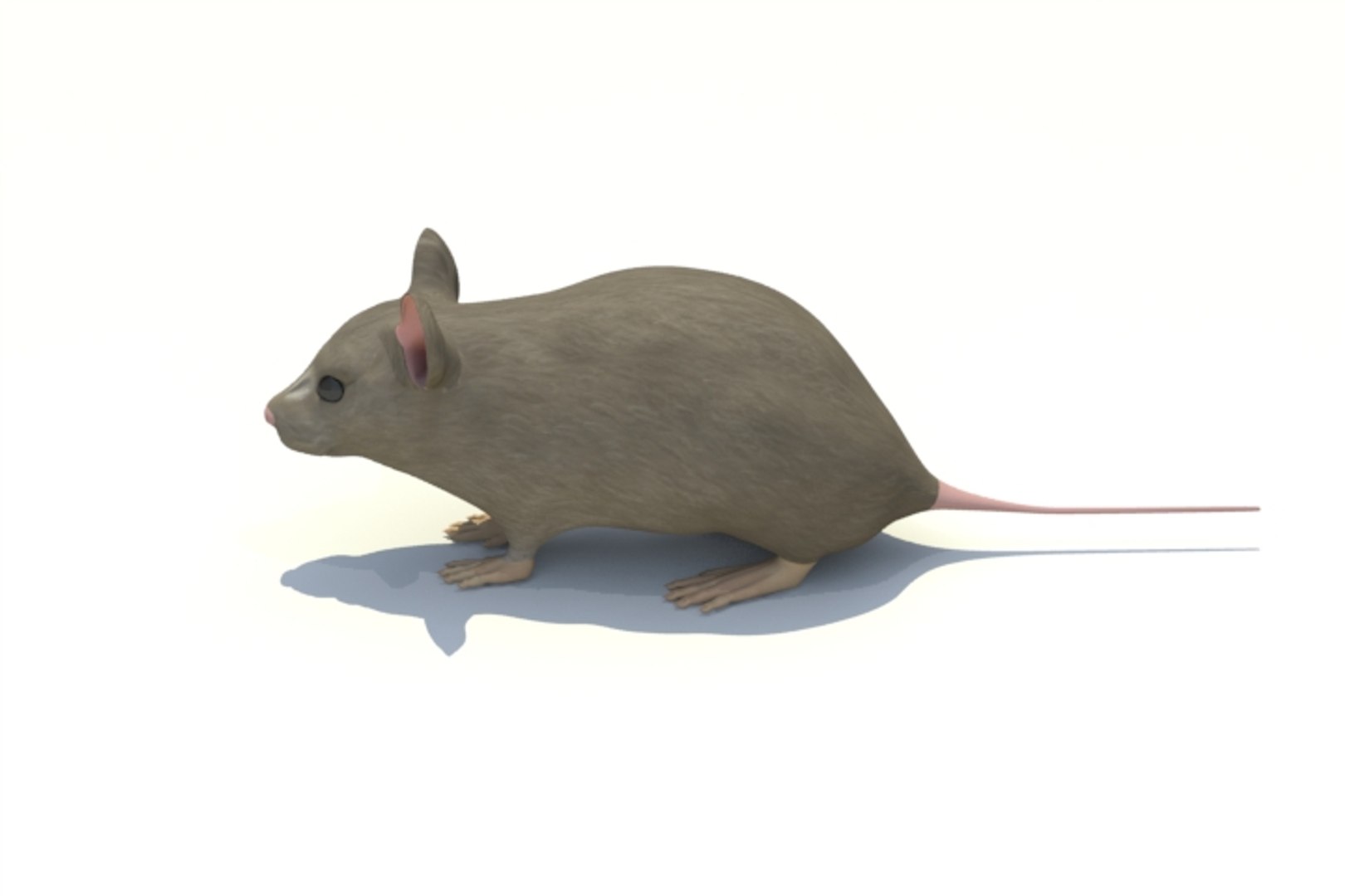 3d Model Mouse