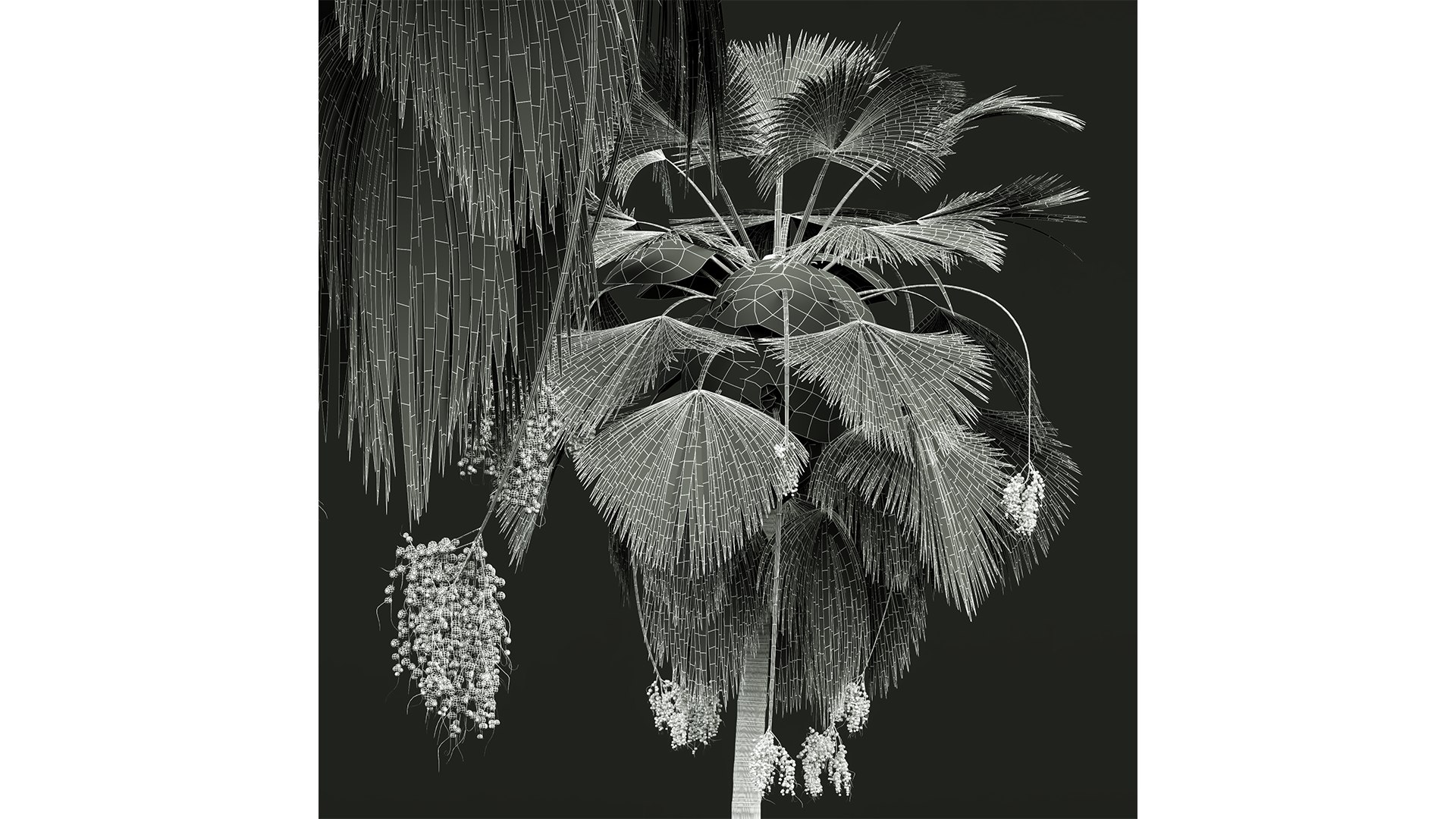 New Plant High Detail Pritchardia Pacifica Medium Fruit 3D Model ...