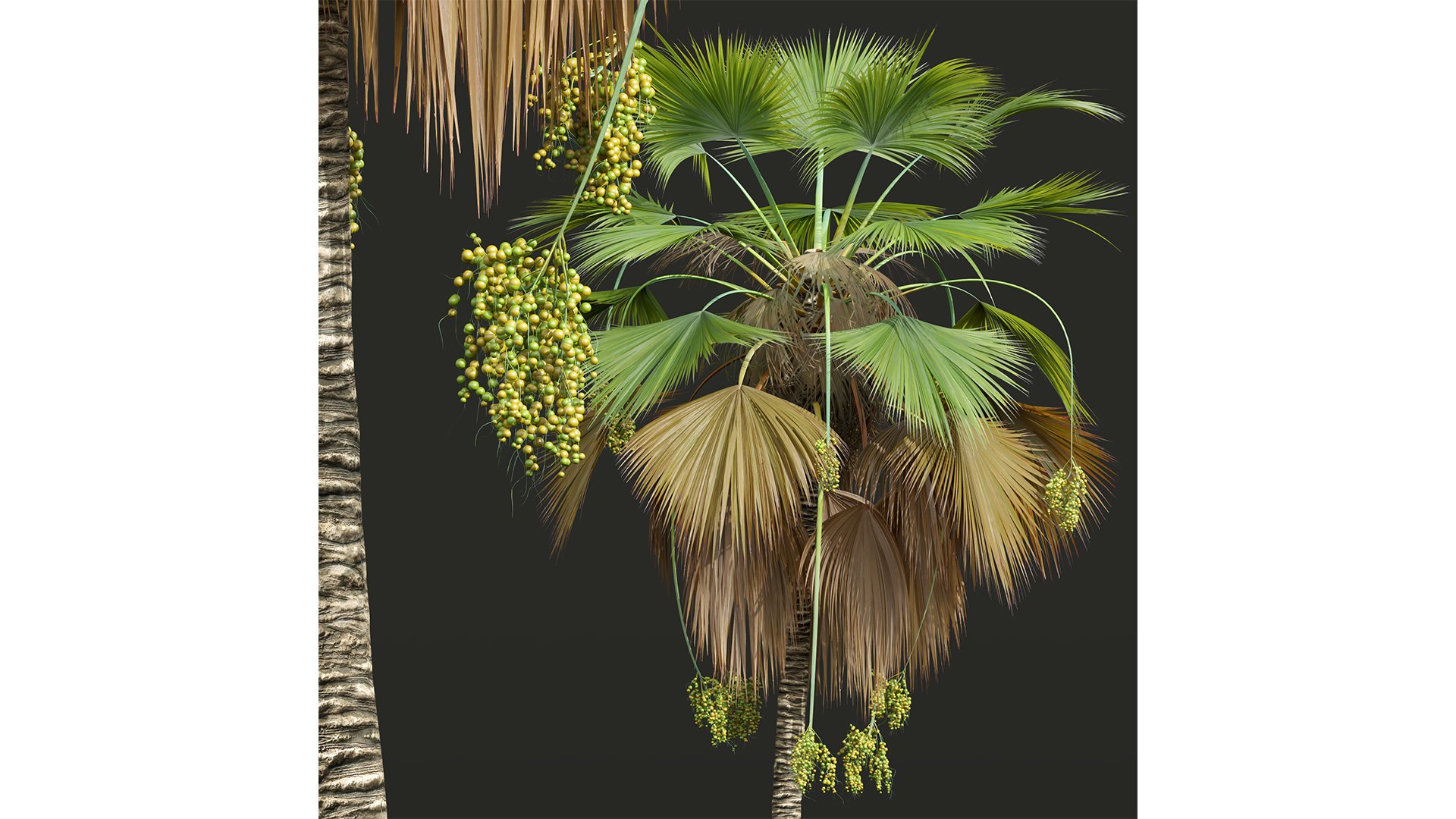 New Plant High Detail Pritchardia Pacifica Medium Fruit 3D Model ...