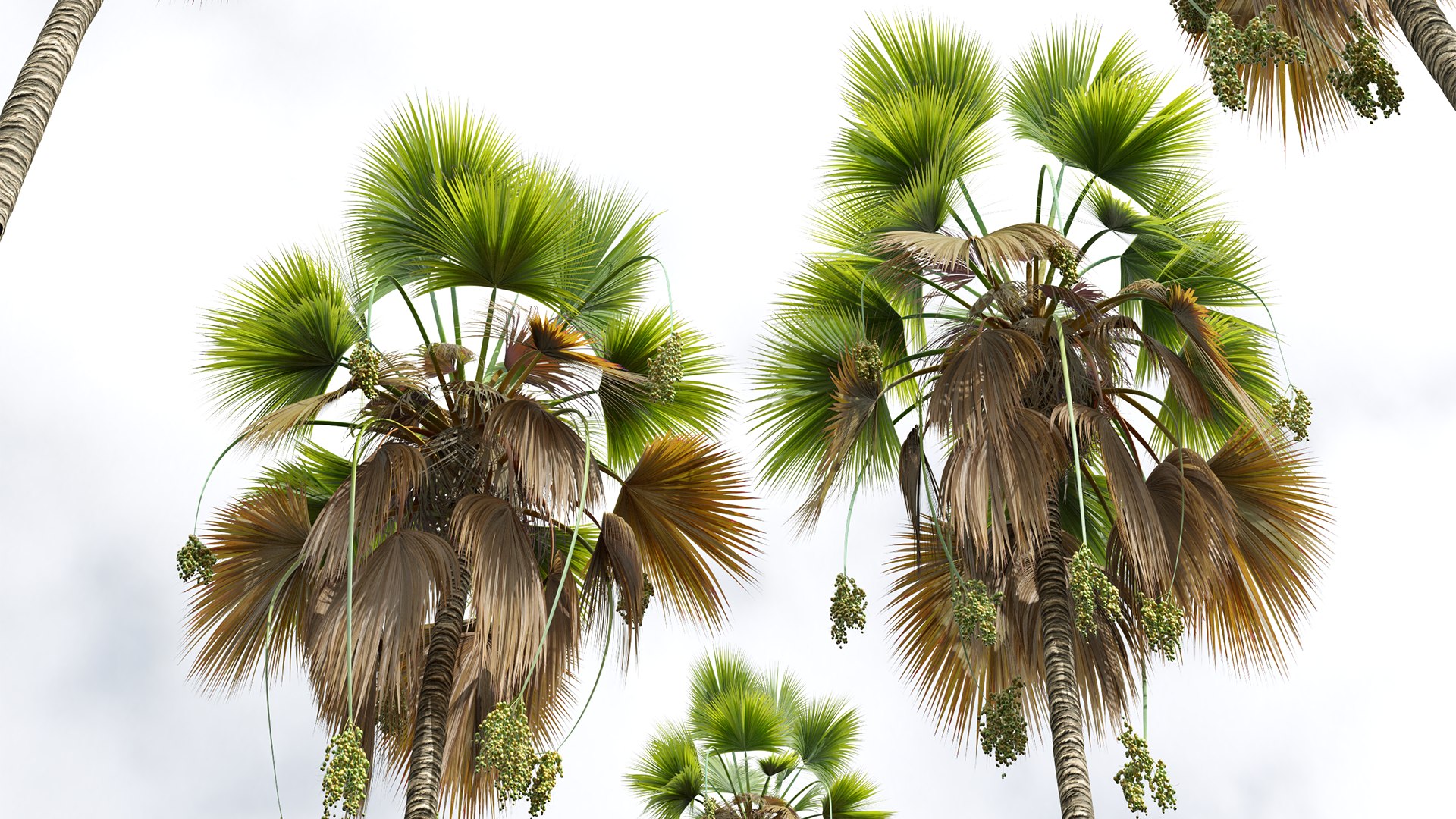 New Plant High Detail Pritchardia Pacifica Medium Fruit 3D Model ...