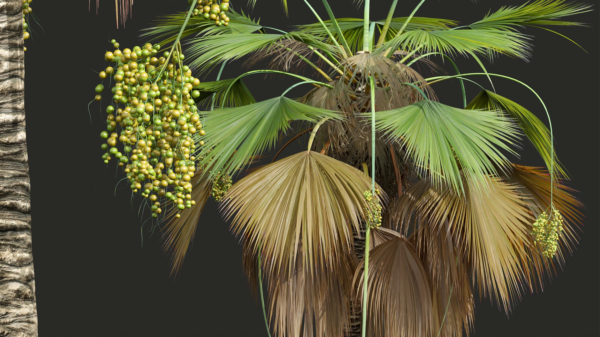 New Plant High Detail Pritchardia Pacifica Medium Fruit 3D Model ...