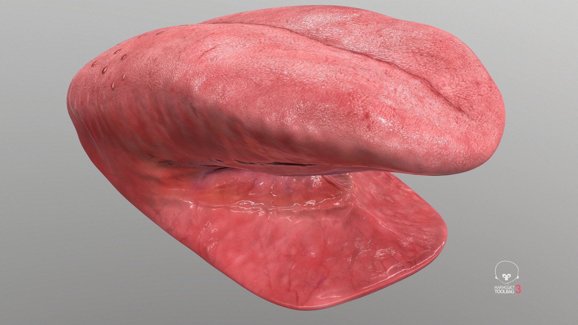 3D Model Realistic Human Tongue Rig Maya - TurboSquid 1894202