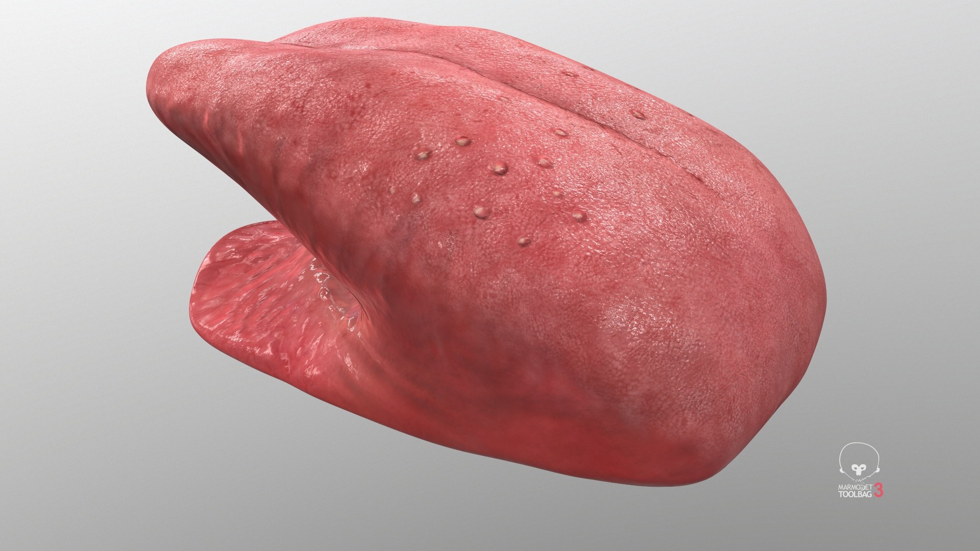 3D Model Realistic Human Tongue Rig Maya - TurboSquid 1894202