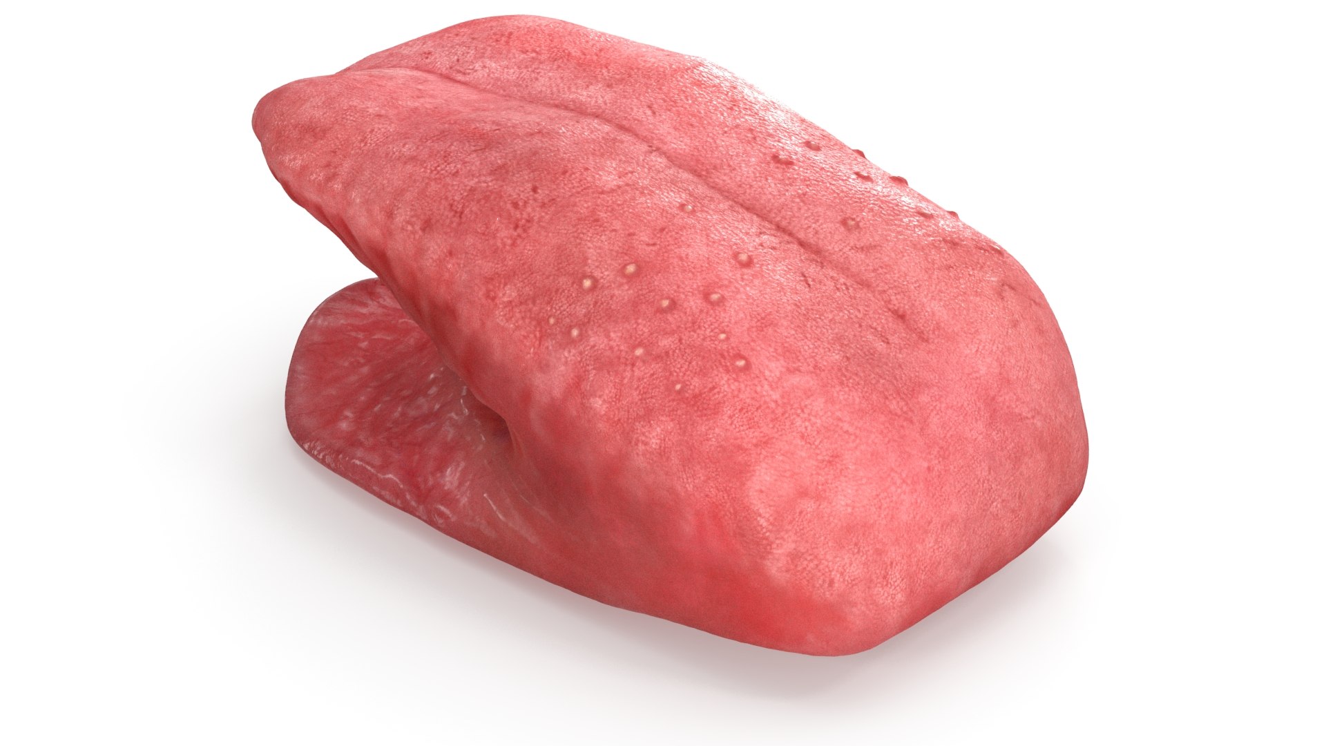 3D model Realistic Human Tongue Rig Maya - TurboSquid 1894202