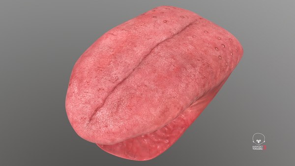3D model Realistic Human Tongue Rig Maya - TurboSquid 1894202