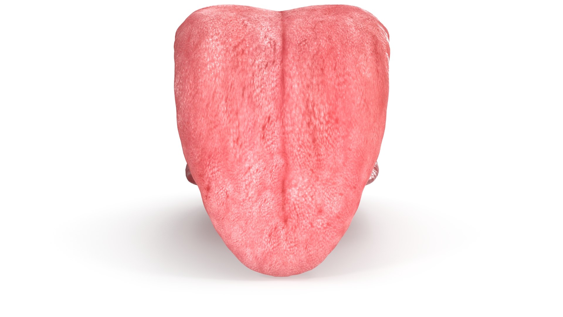 3D model Realistic Human Tongue Rig Maya - TurboSquid 1894202