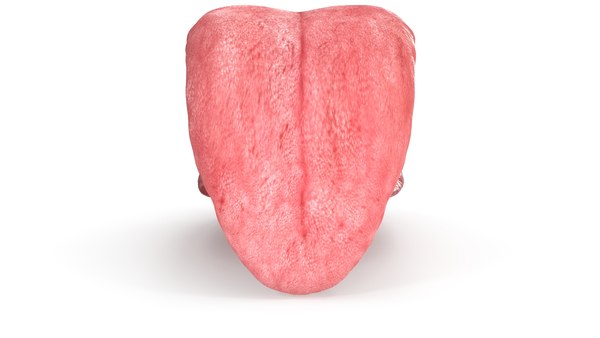 3D model Realistic Human Tongue Rig Maya - TurboSquid 1894202
