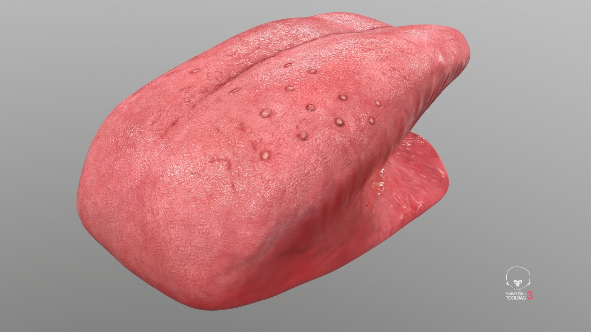 3D Model Realistic Human Tongue Rig Maya - TurboSquid 1894202