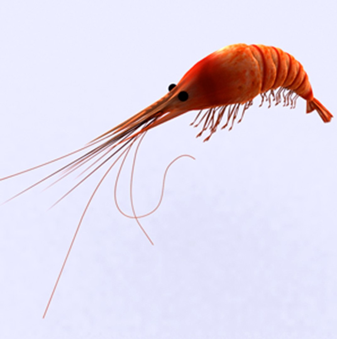 Shrimp 3d Model