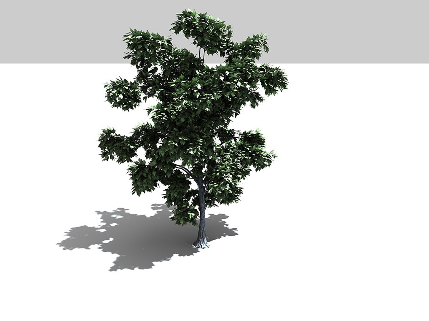 3d Tree Broadleaf Leaf Model