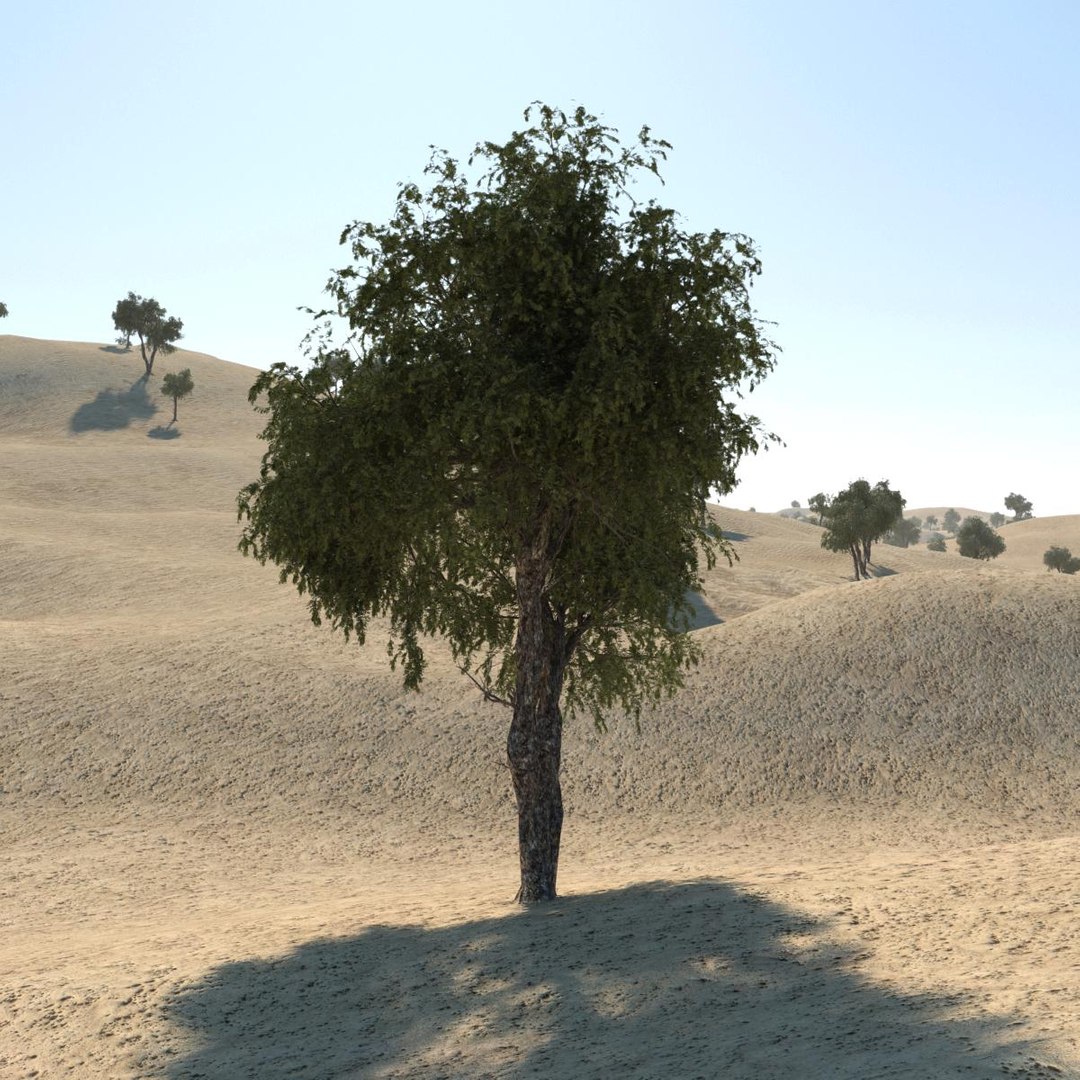 3d Ghaf Tree