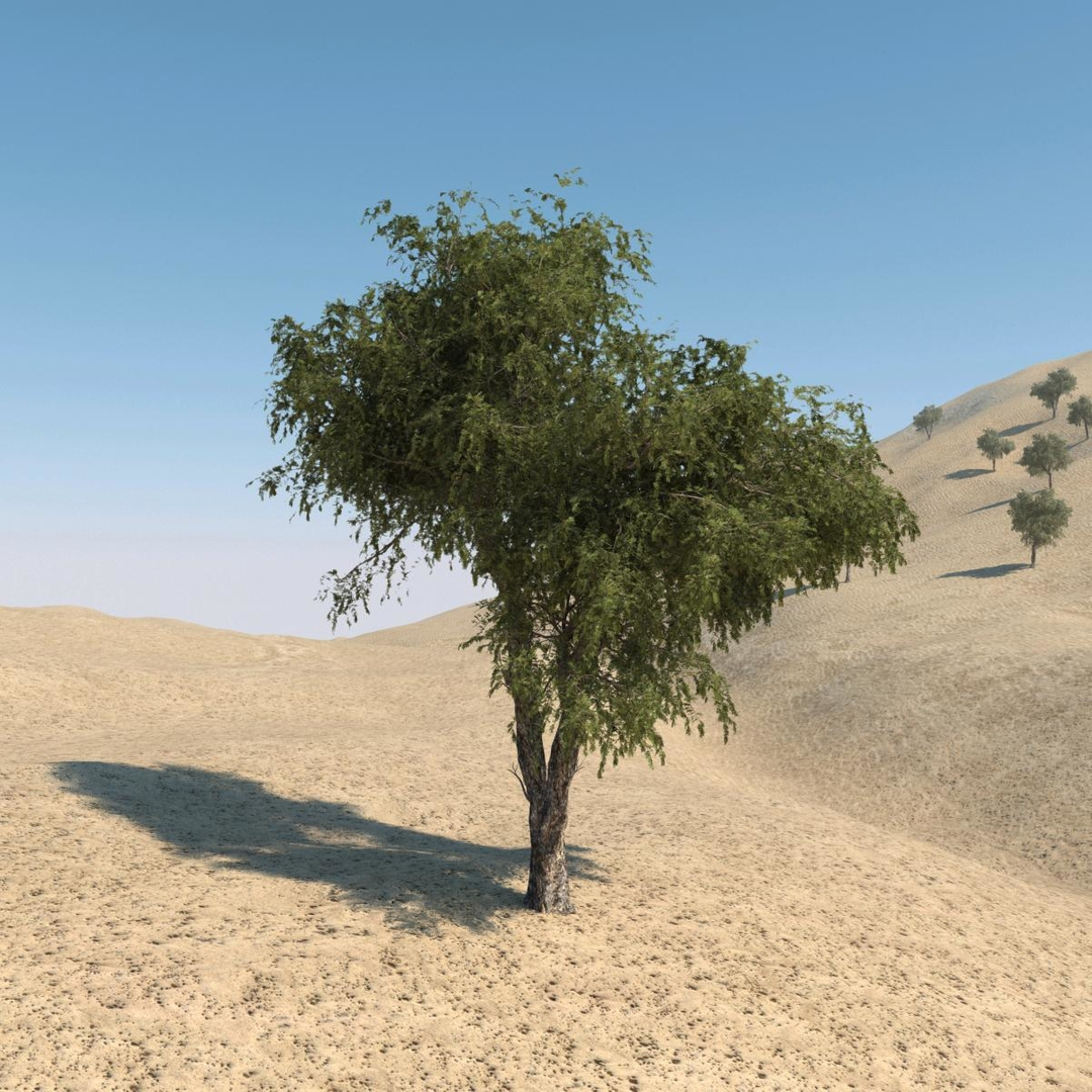 3d Ghaf Tree