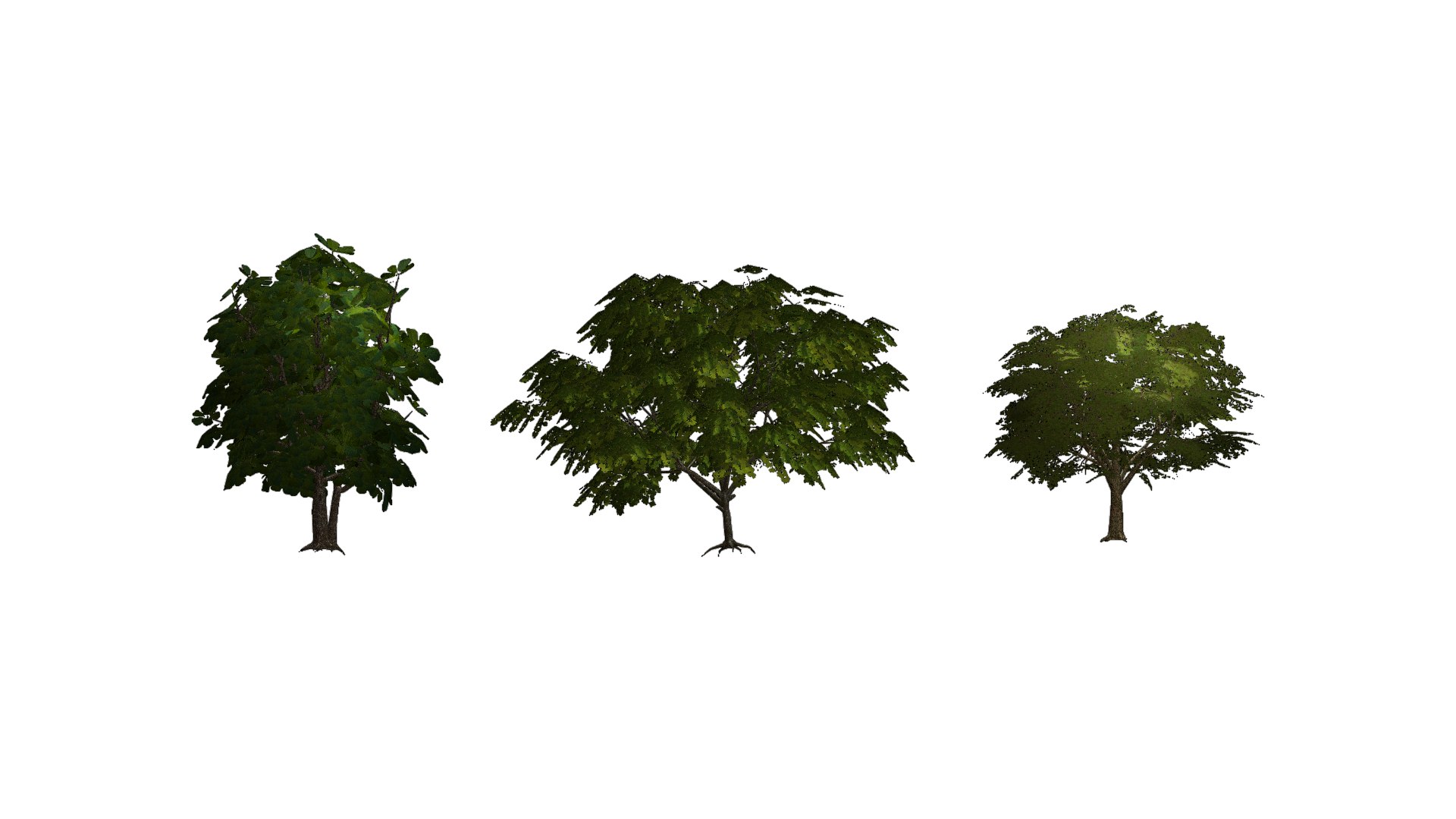 Beechwood Trees 3D model - TurboSquid 1994429
