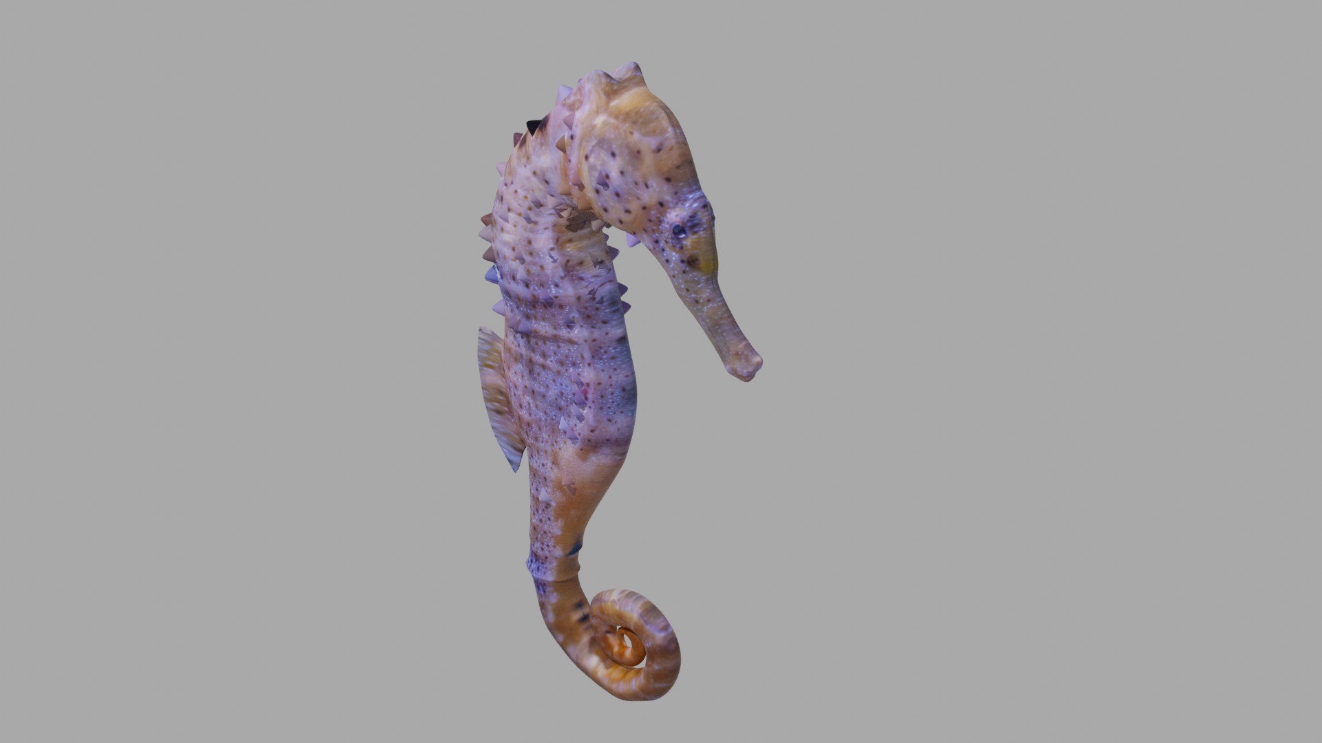 Seahorse 3D Model - TurboSquid 2073029