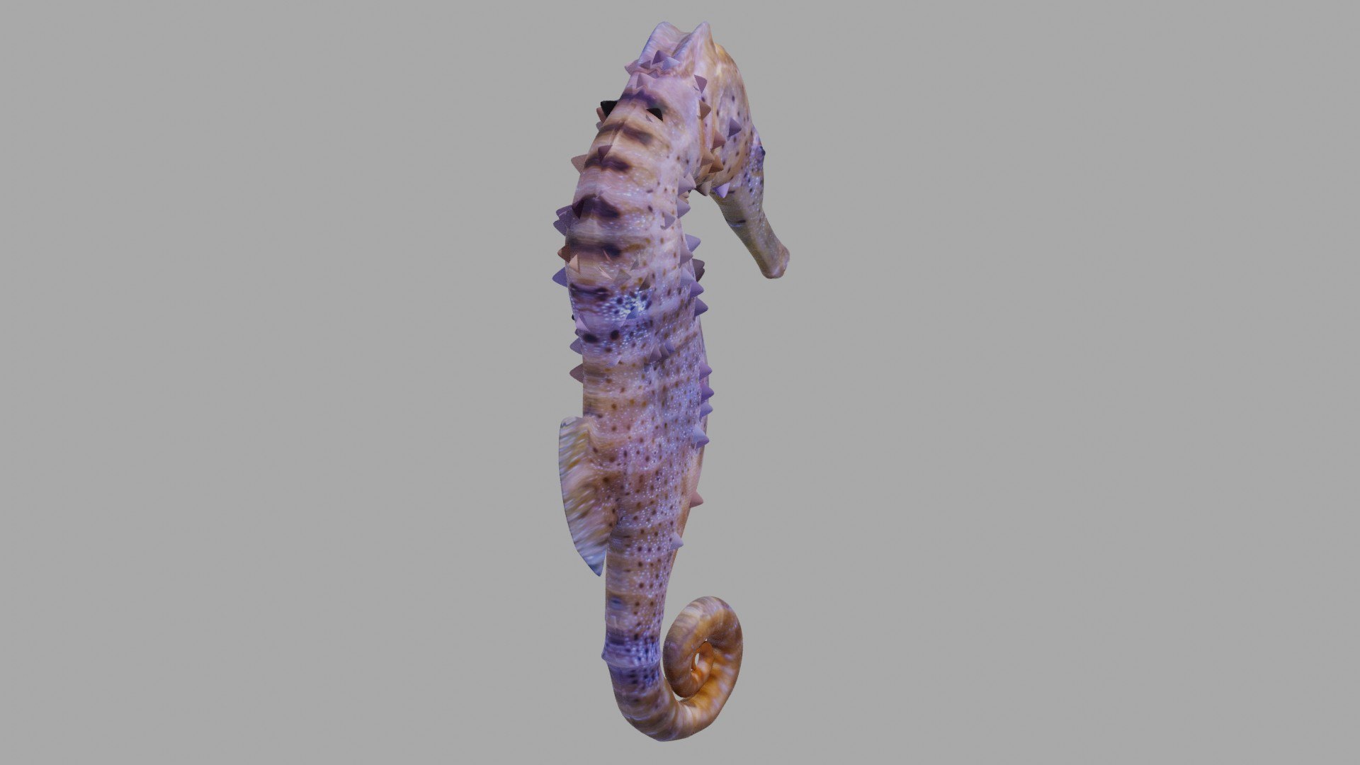 Seahorse 3D Model - TurboSquid 2073029