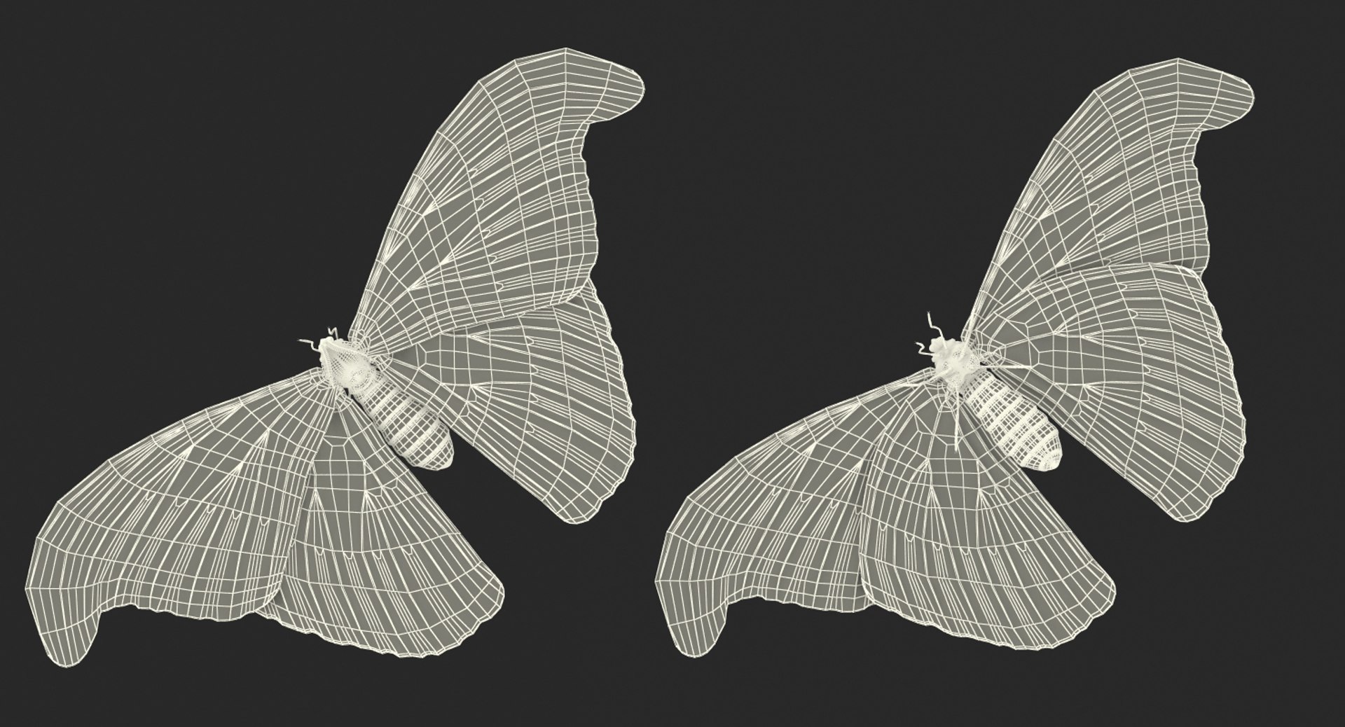 Atlas Moth Sitting Pose Model - TurboSquid 1191765