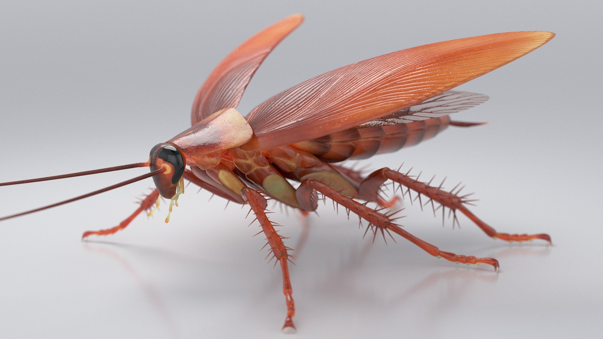 3D Realistic Cockroach Rigged model - TurboSquid 2182166