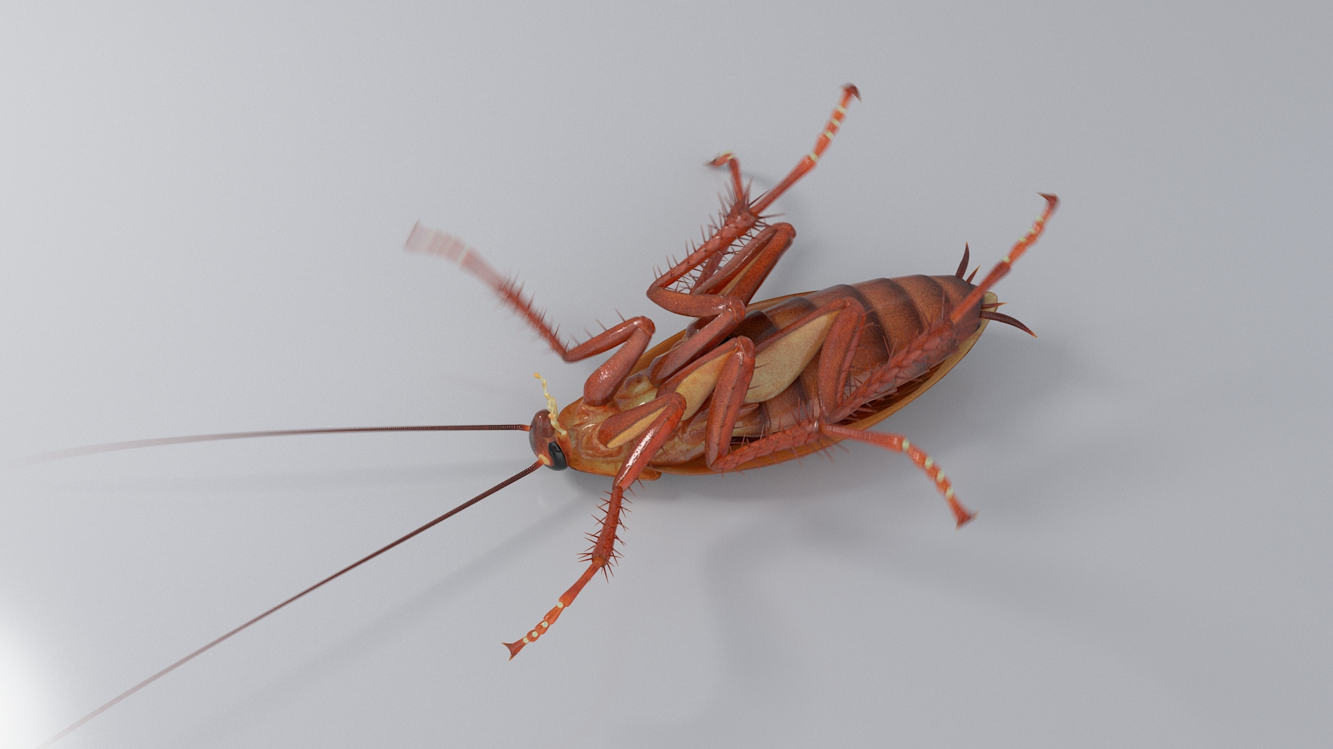 3D Realistic Cockroach Rigged model - TurboSquid 2182166
