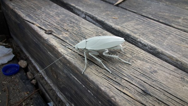 modelo 3d Cucaracha realista aparejada - TurboSquid 2182166