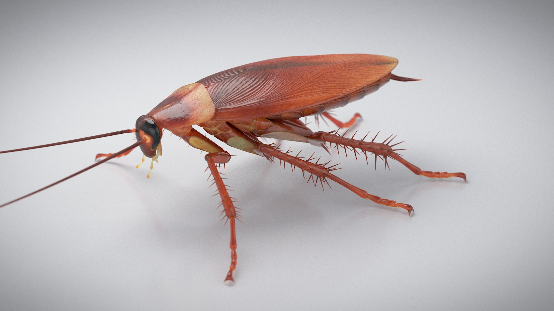 3D Realistic Cockroach Rigged model - TurboSquid 2182166