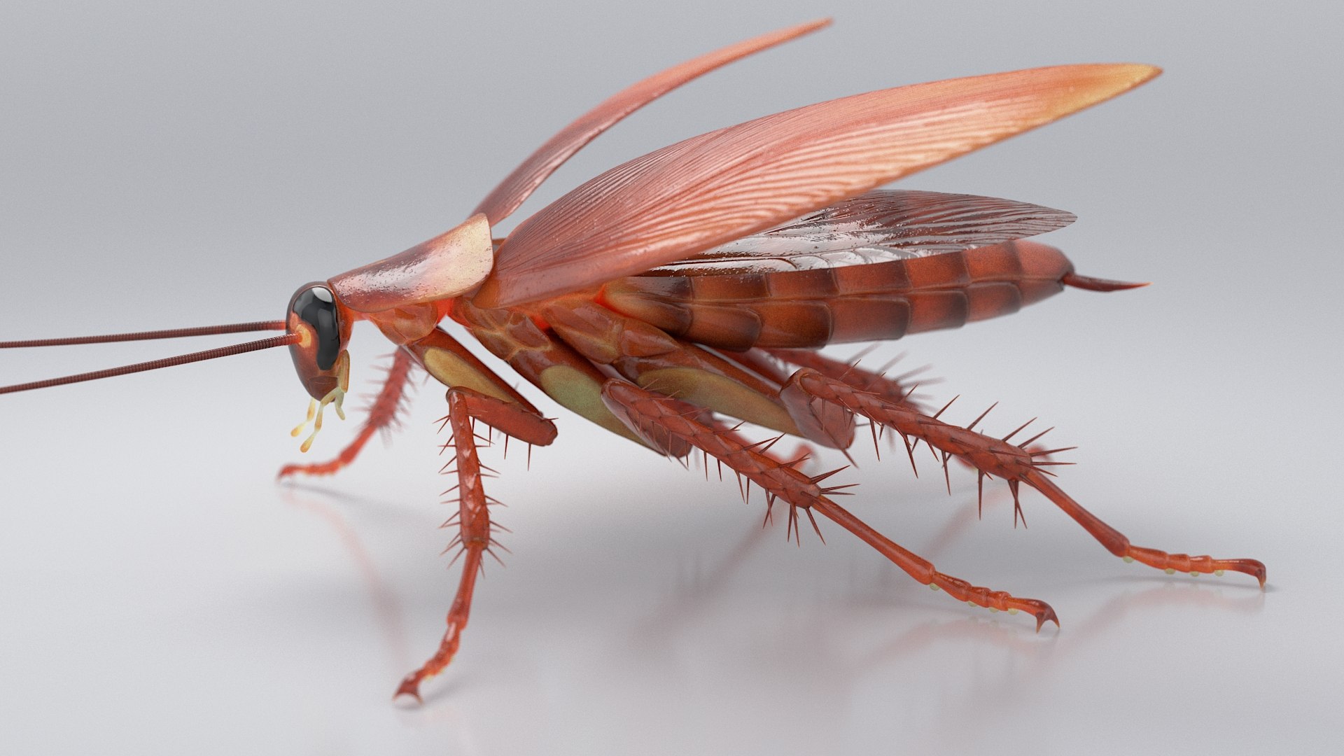 3D Realistic Cockroach Rigged model - TurboSquid 2182166