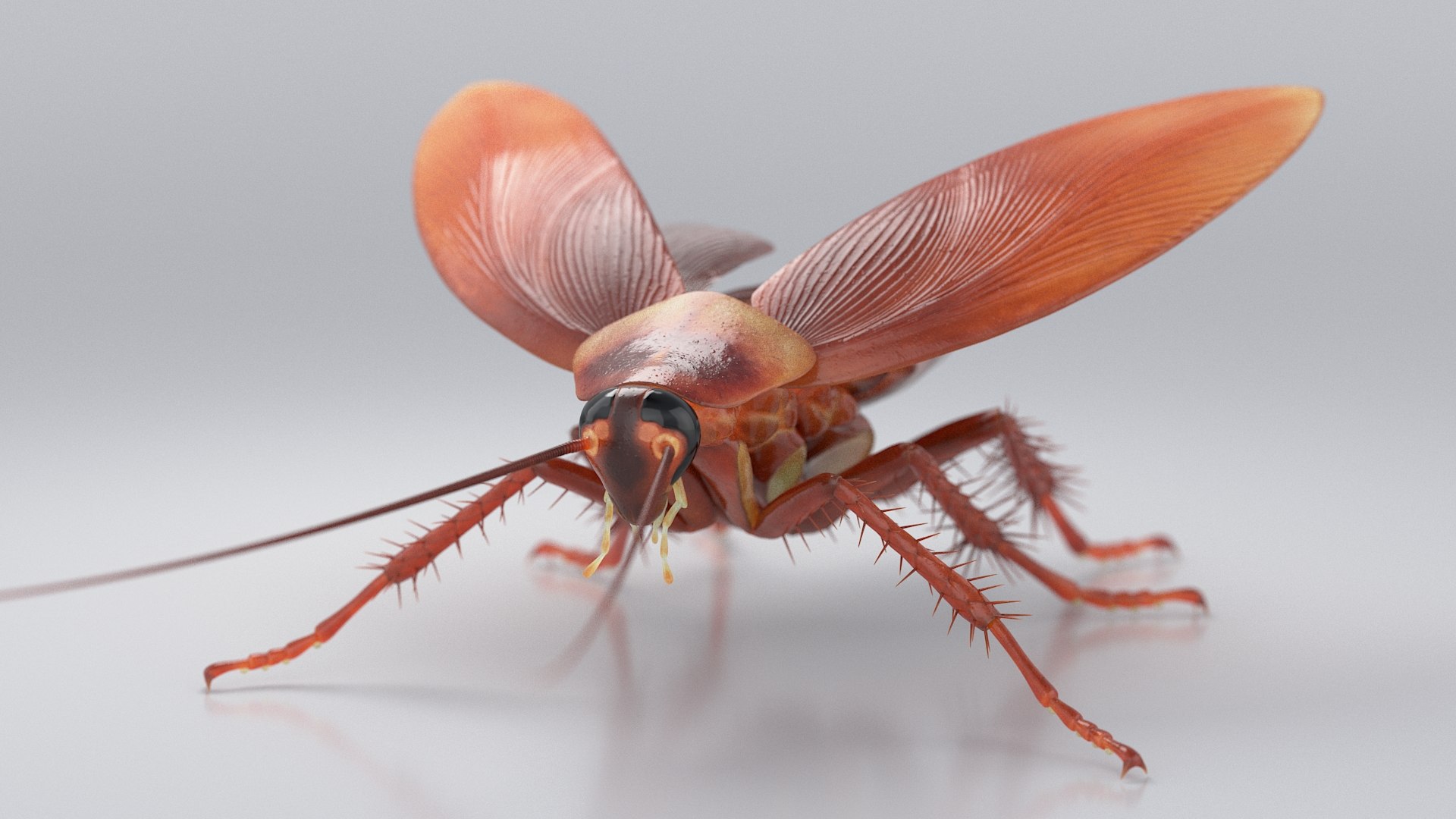 3D Realistic Cockroach Rigged model - TurboSquid 2182166