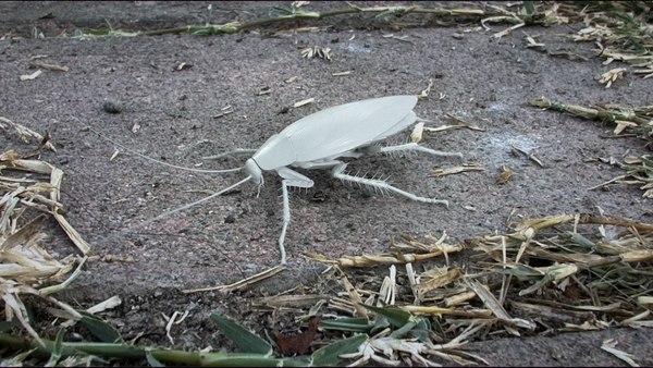 modelo 3d Cucaracha realista aparejada - TurboSquid 2182166