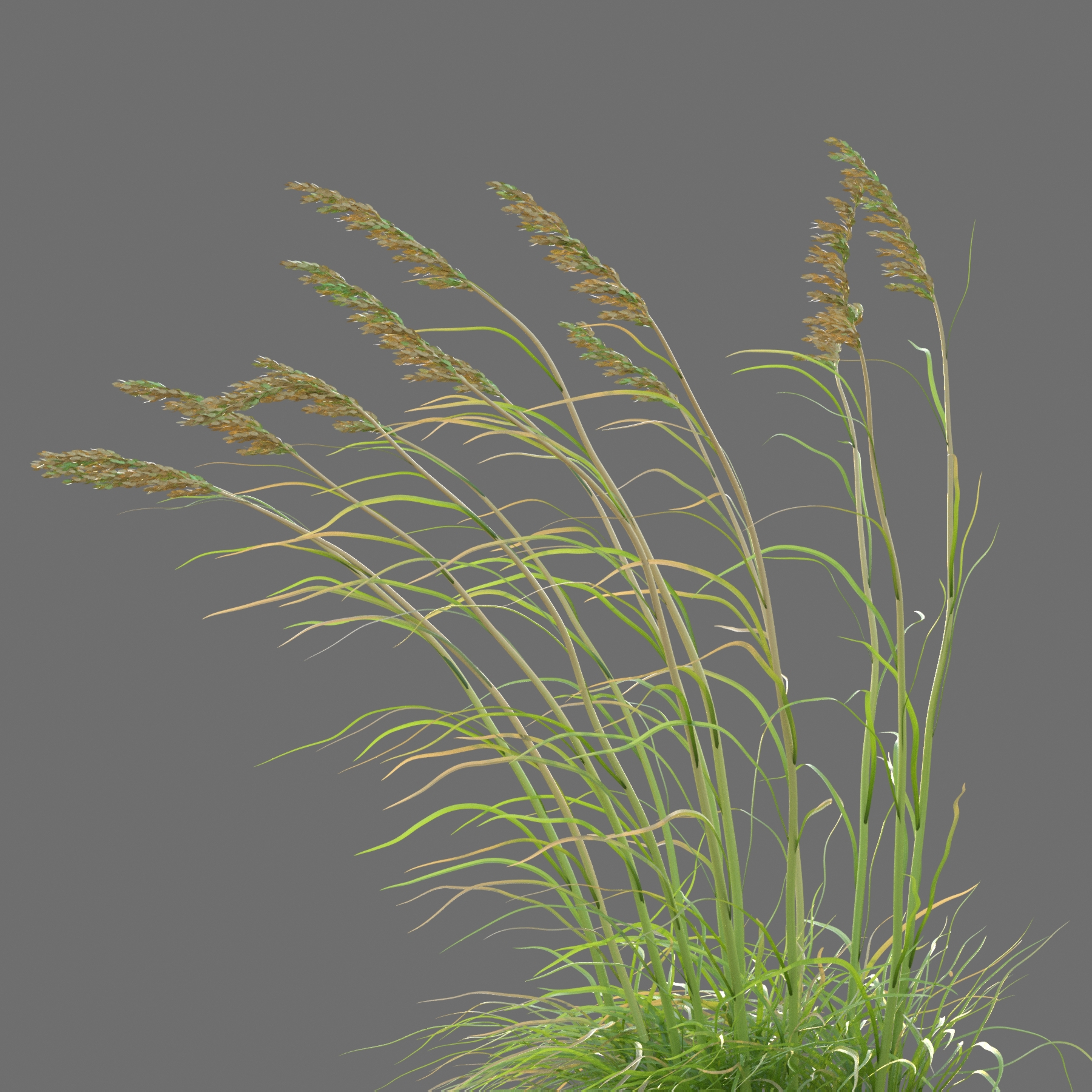 modelo 3d XfrogPlants Sea Oats - Uniola Paniculata - TurboSquid 1741644