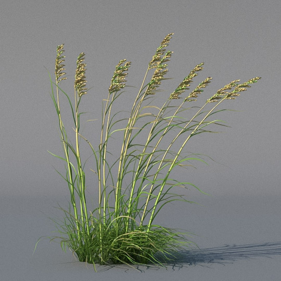3D XfrogPlants Sea Oats - Uniola Paniculata - TurboSquid 1741644