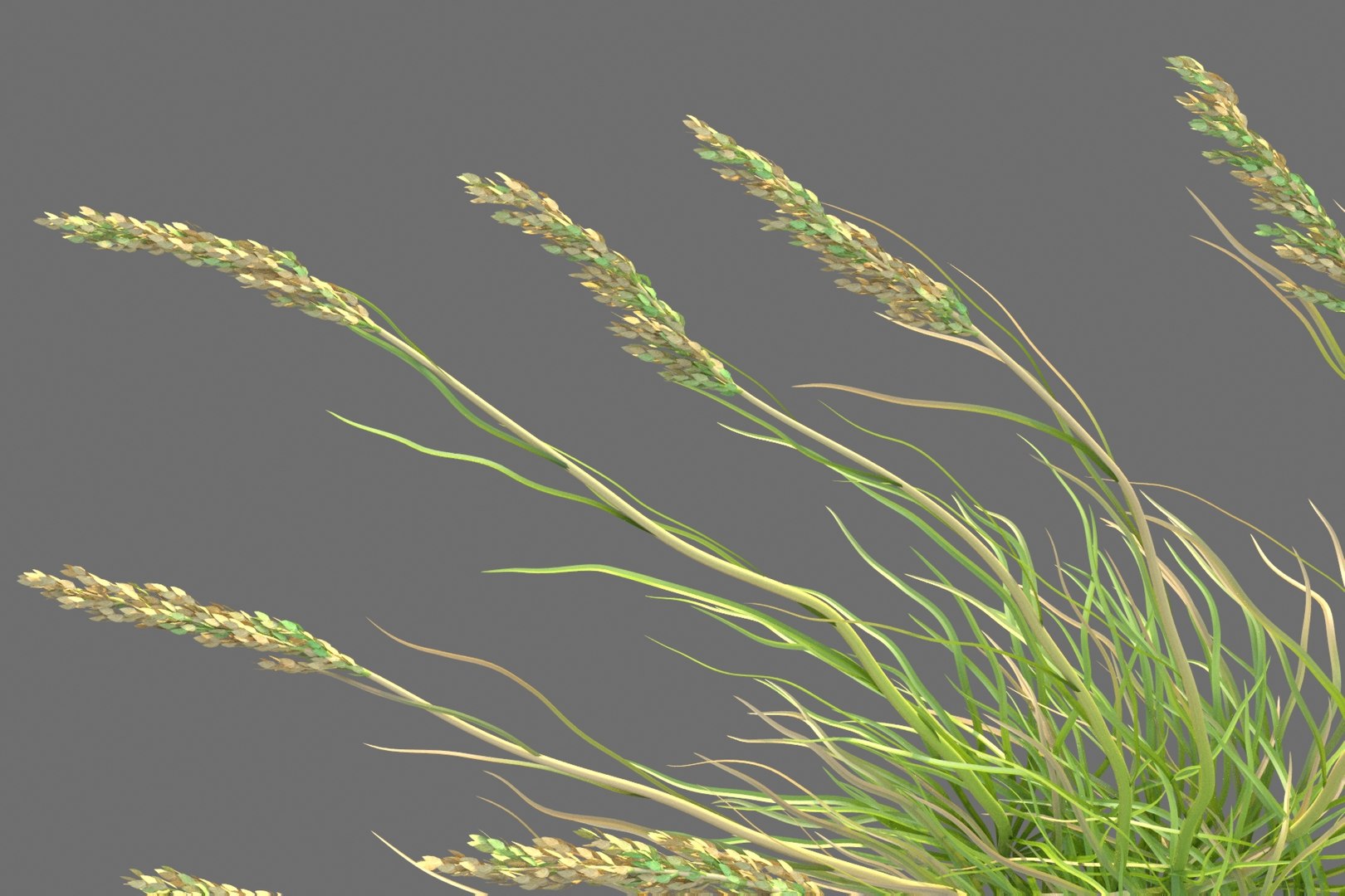 3D XfrogPlants Sea Oats - Uniola Paniculata - TurboSquid 1741644