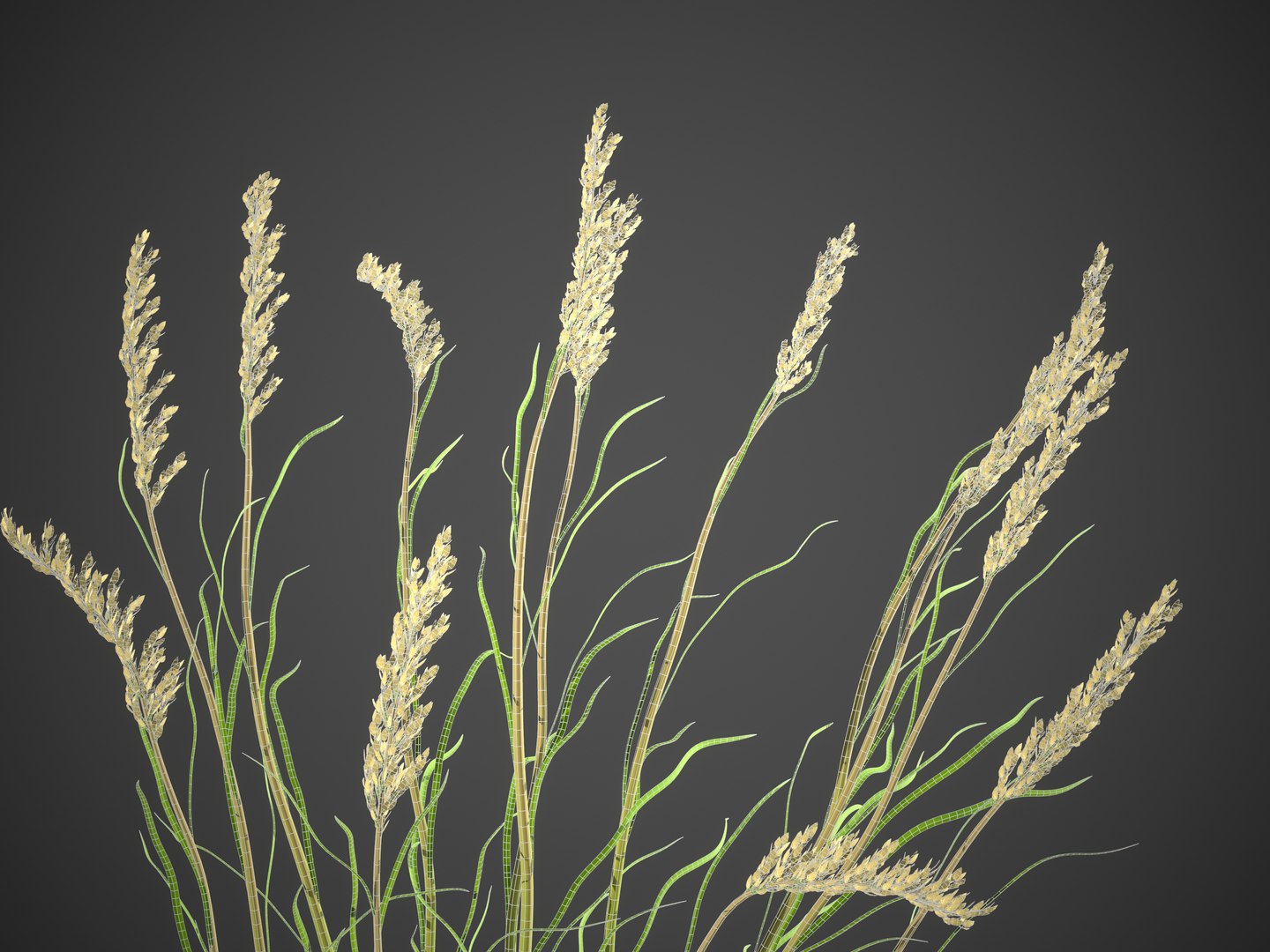 3D XfrogPlants Sea Oats - Uniola Paniculata - TurboSquid 1741644