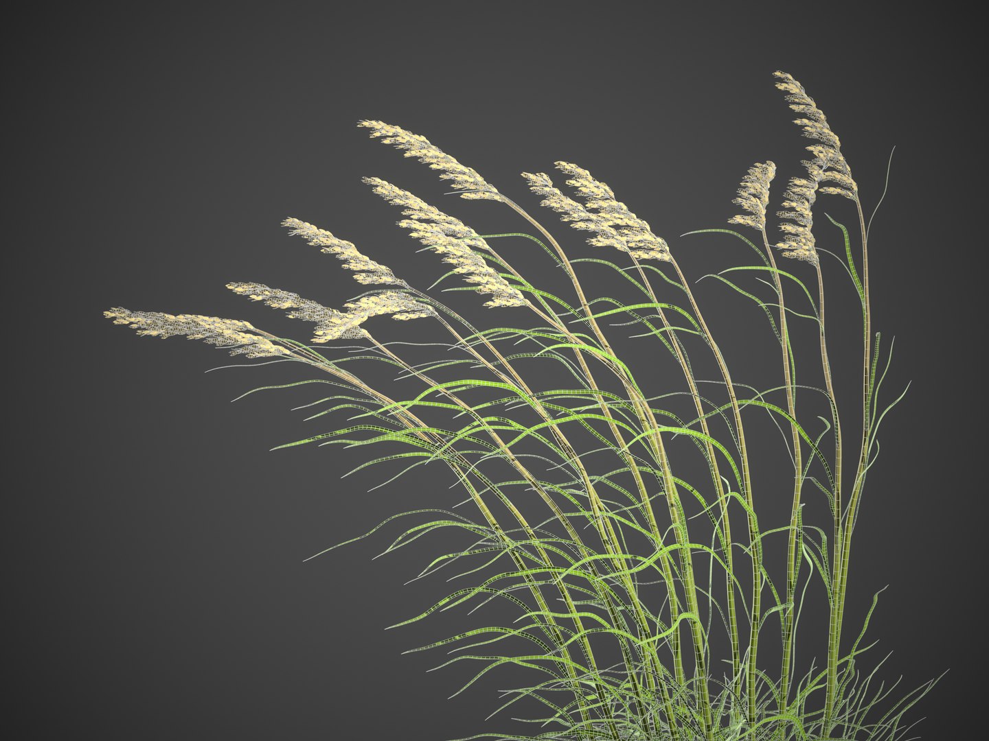3D XfrogPlants Sea Oats - Uniola Paniculata - TurboSquid 1741644