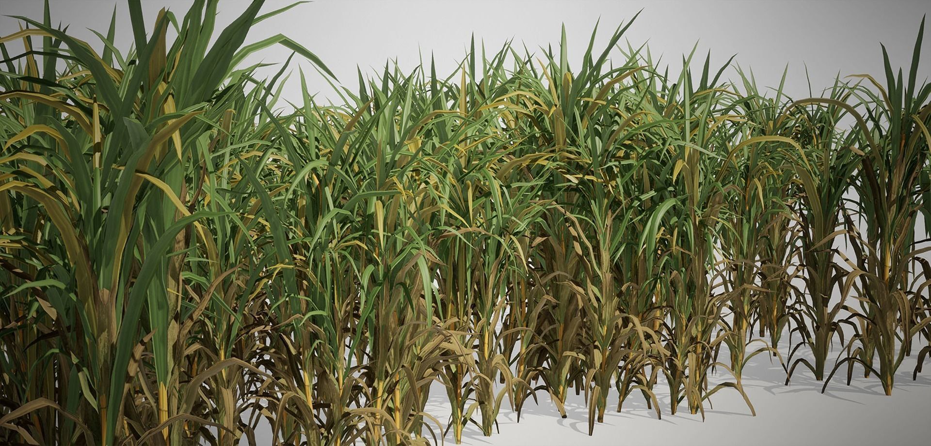 Sugar Cane 3D Models 3D Model - TurboSquid 2153191
