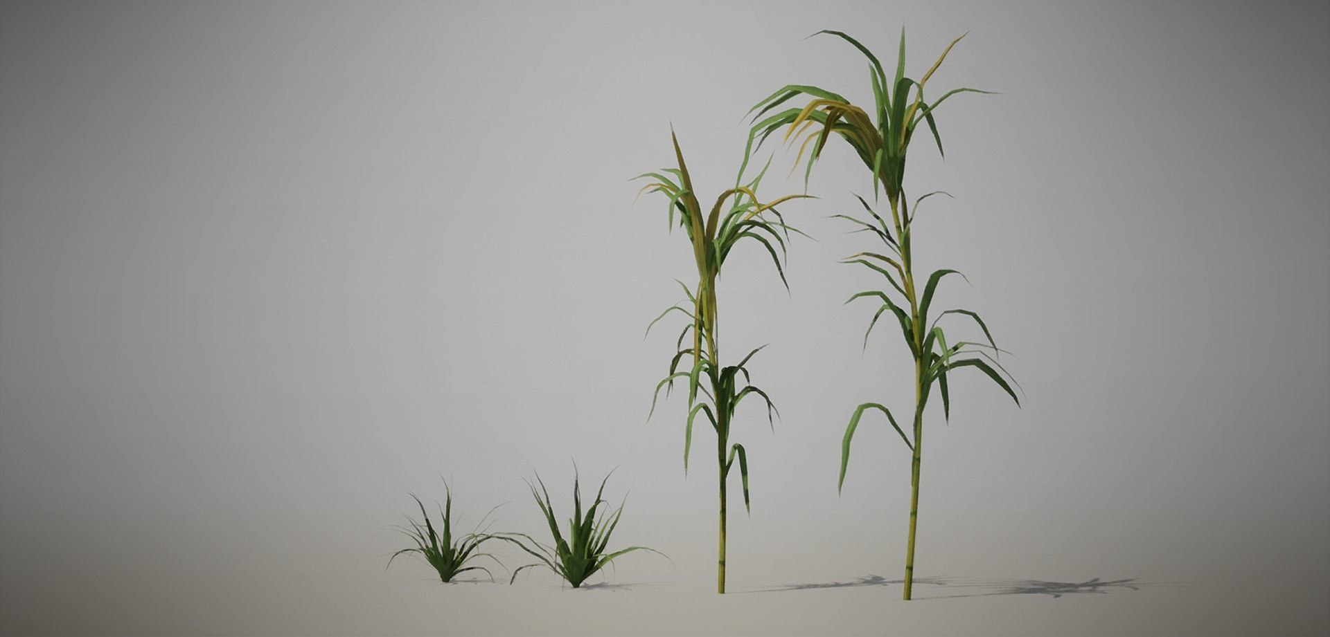 Sugar Cane 3D Models 3D Model - TurboSquid 2153191