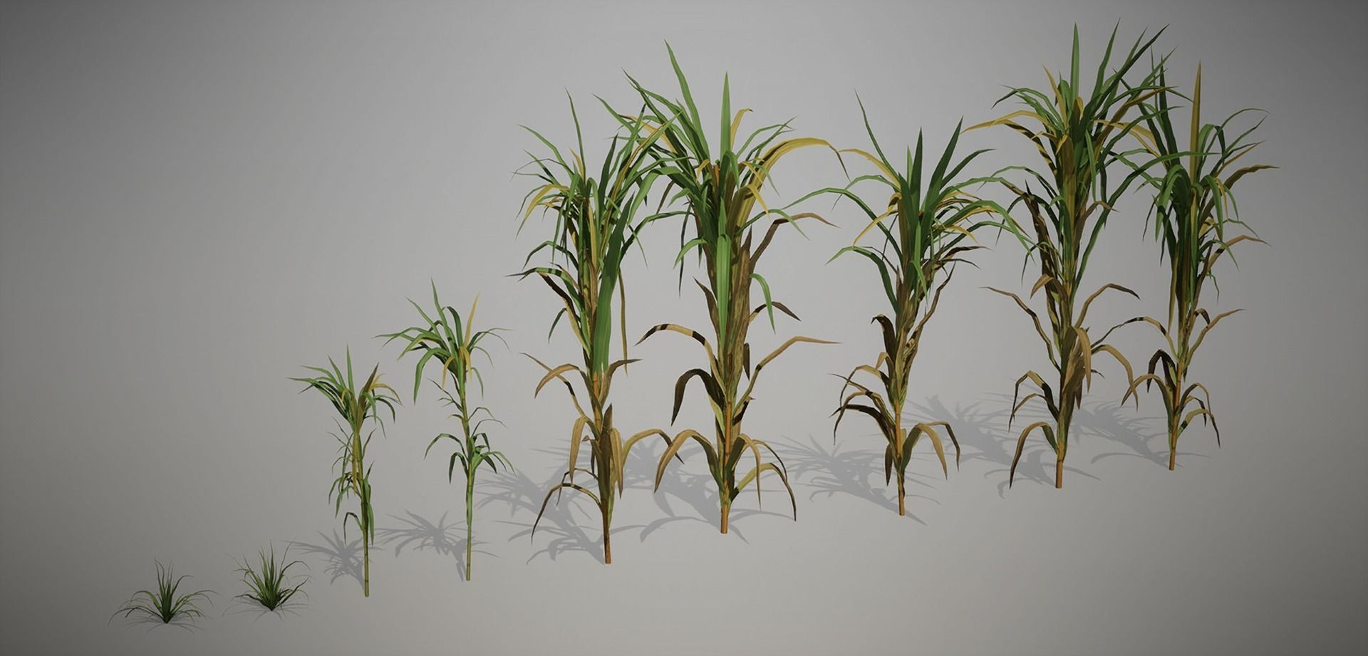 Sugar Cane 3D Models 3D Model - TurboSquid 2153191