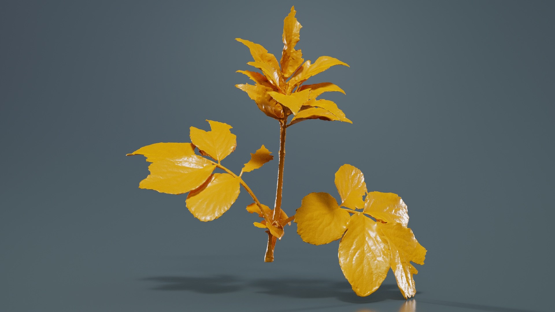 Angelica Archangelica Angelica Apiaceae Sprout 3 Remastered 3D Model ...