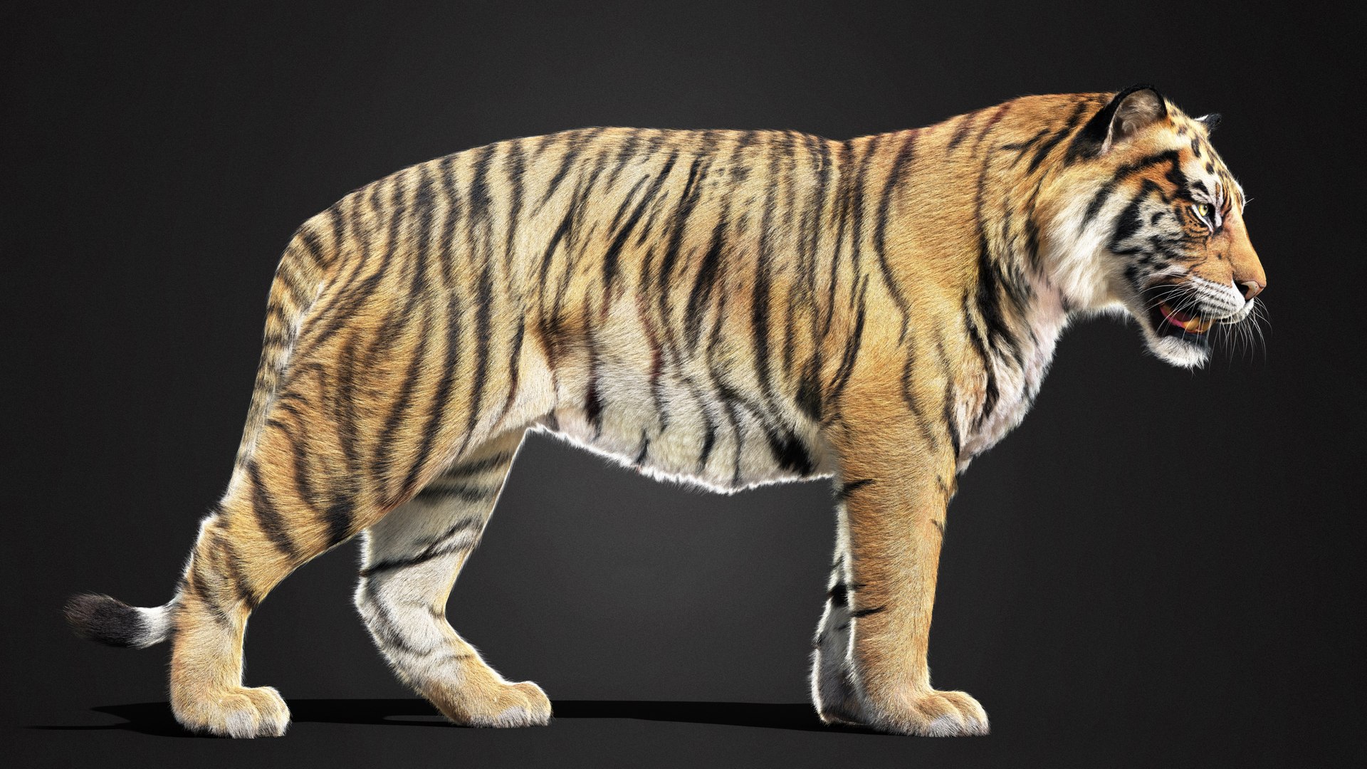 Tigers (static) Xgen-core 3D Model - TurboSquid 2374092