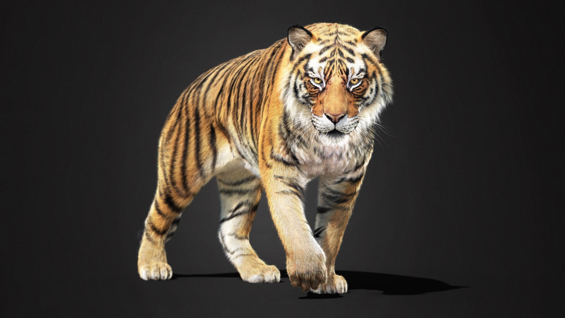Tigers (static) Xgen-core 3D Model - TurboSquid 2374092