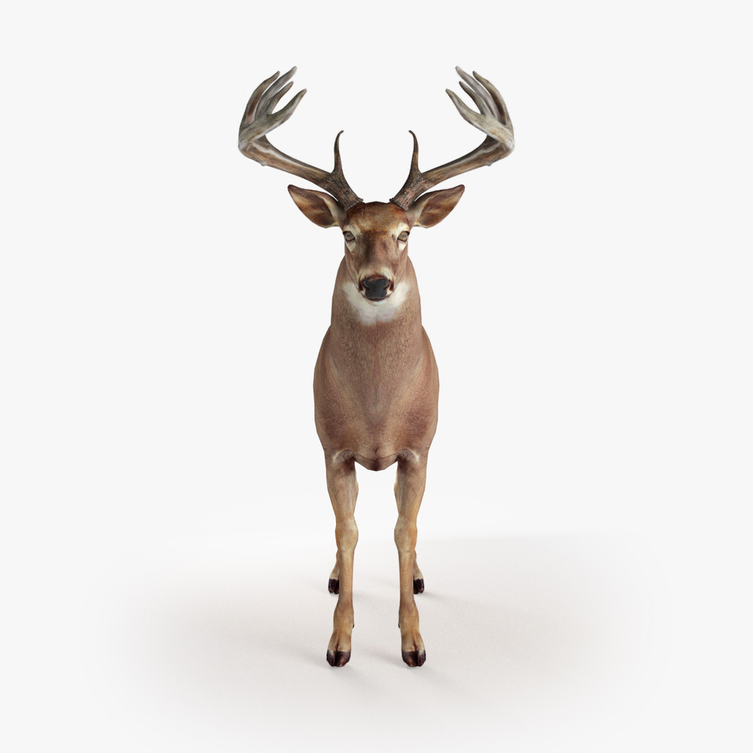 Deer Animation 3d Model