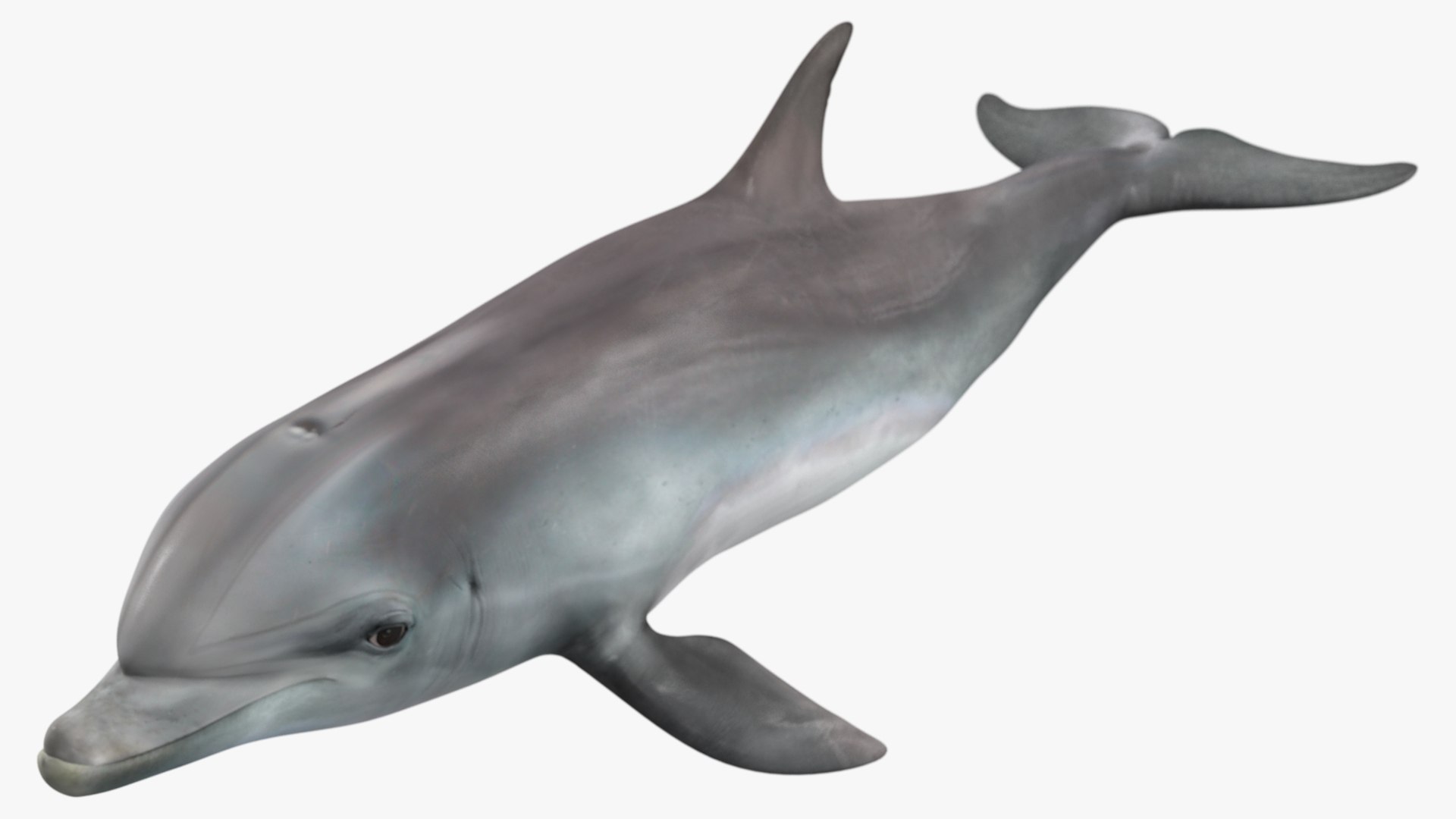 Dolphin Swimming And Jumping Animated model - TurboSquid 2007305