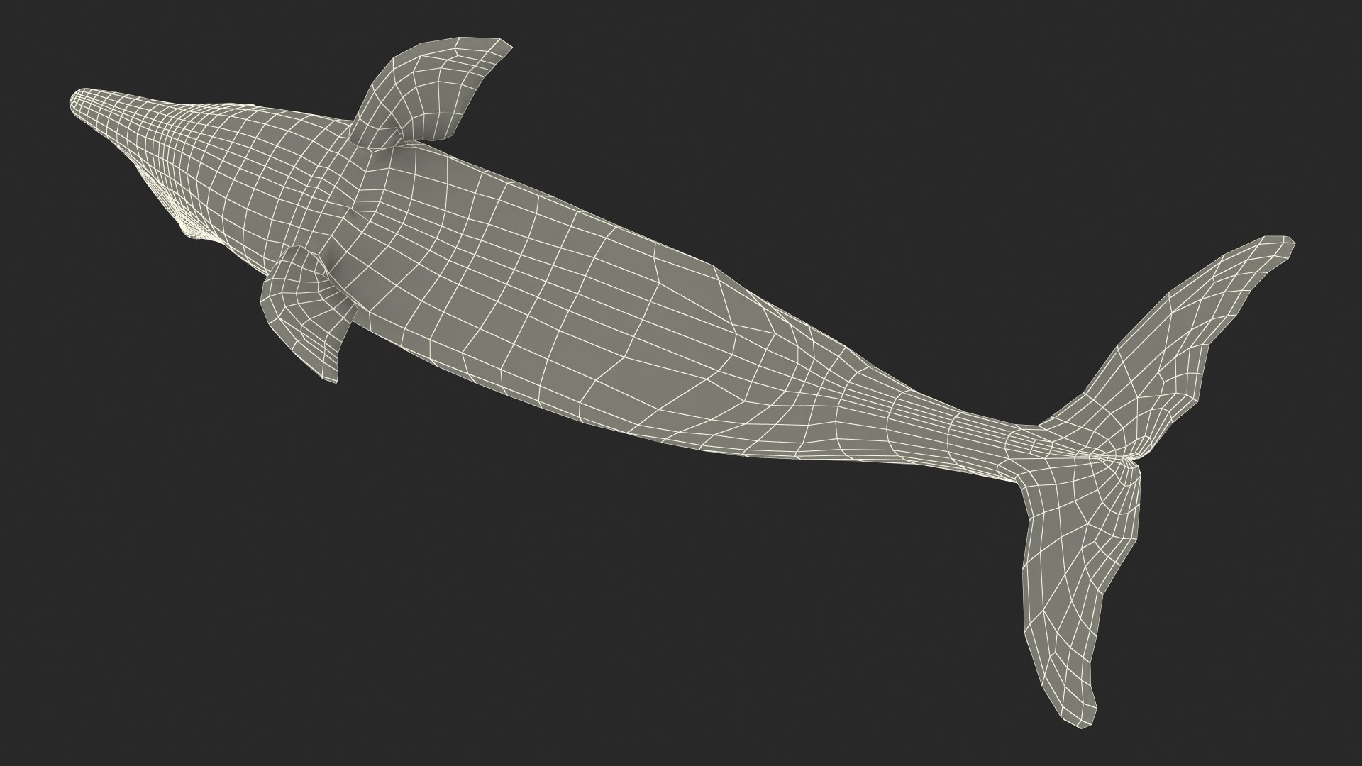 Dolphin Swimming And Jumping Animated model - TurboSquid 2007305