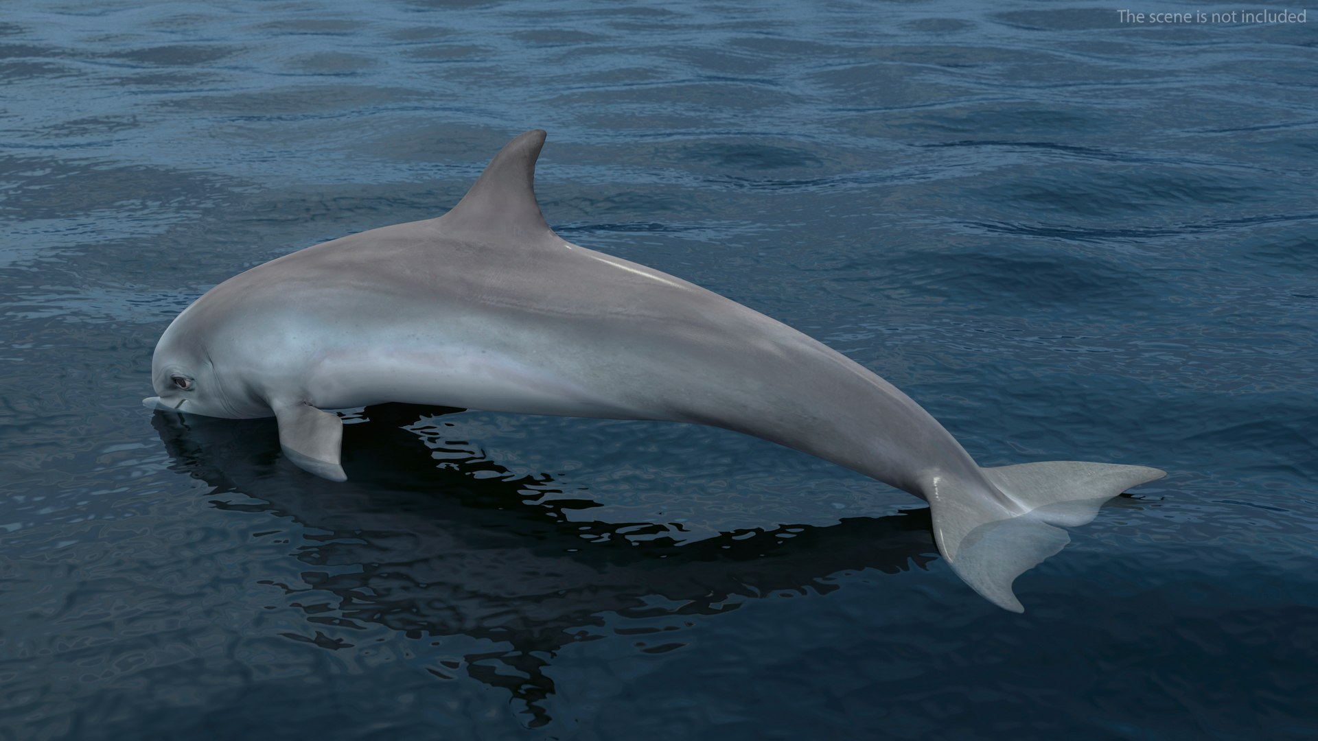 Dolphin Swimming And Jumping Animated model - TurboSquid 2007305
