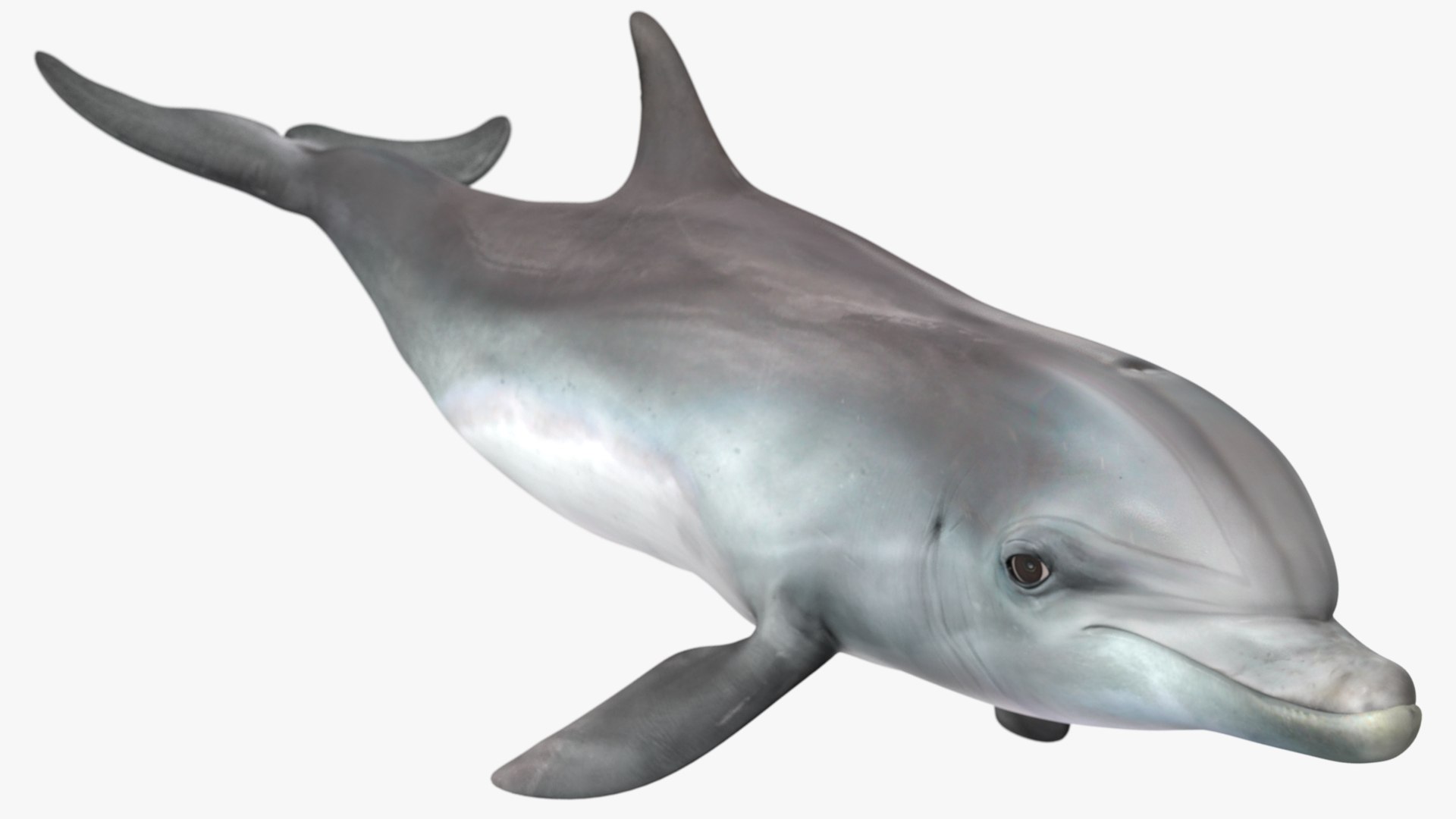 Dolphin Swimming And Jumping Animated model - TurboSquid 2007305